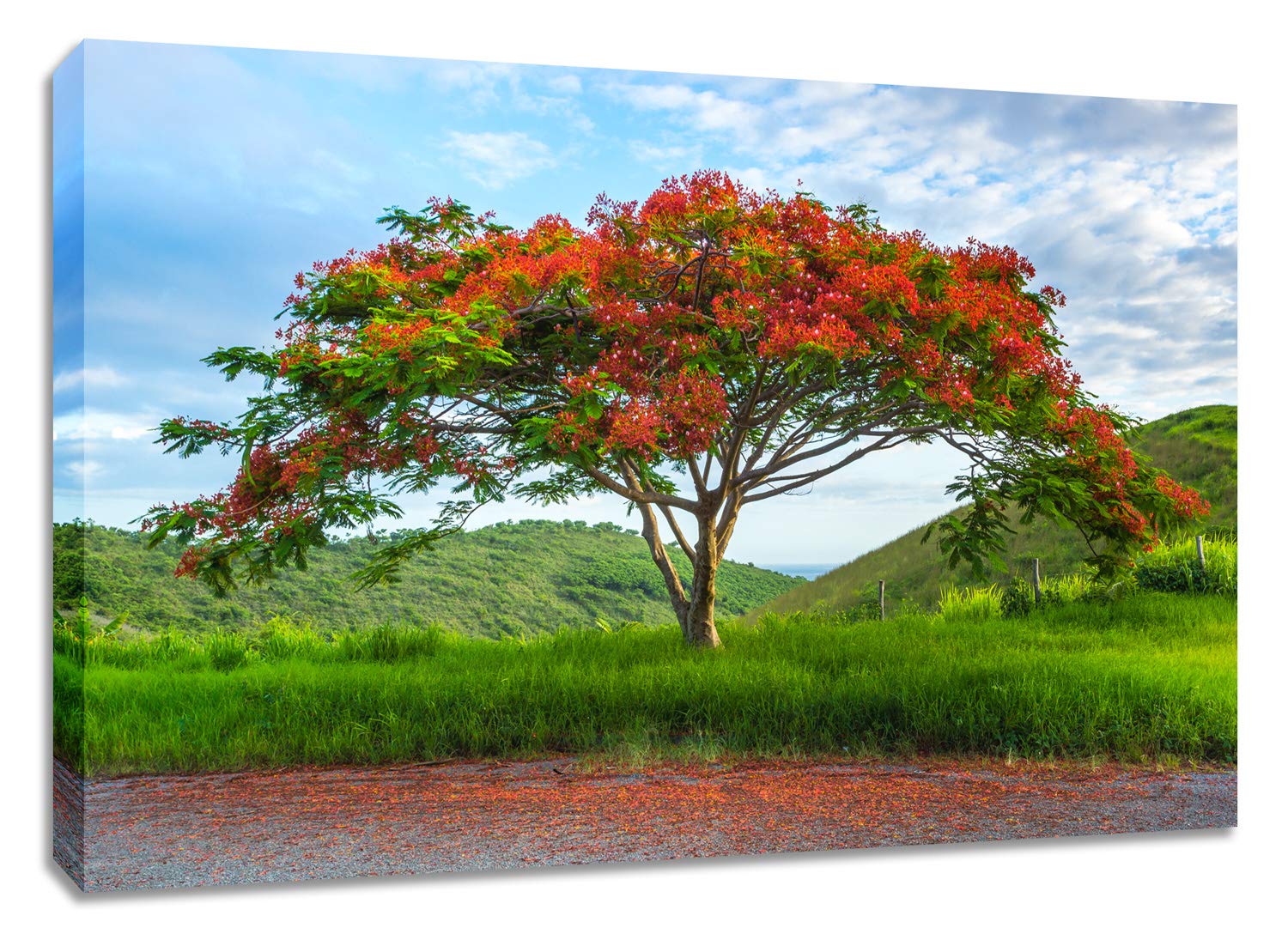 Amazon.com: Flamboyant Tree Canvas Wall Art. Royal Poinciana Original ...