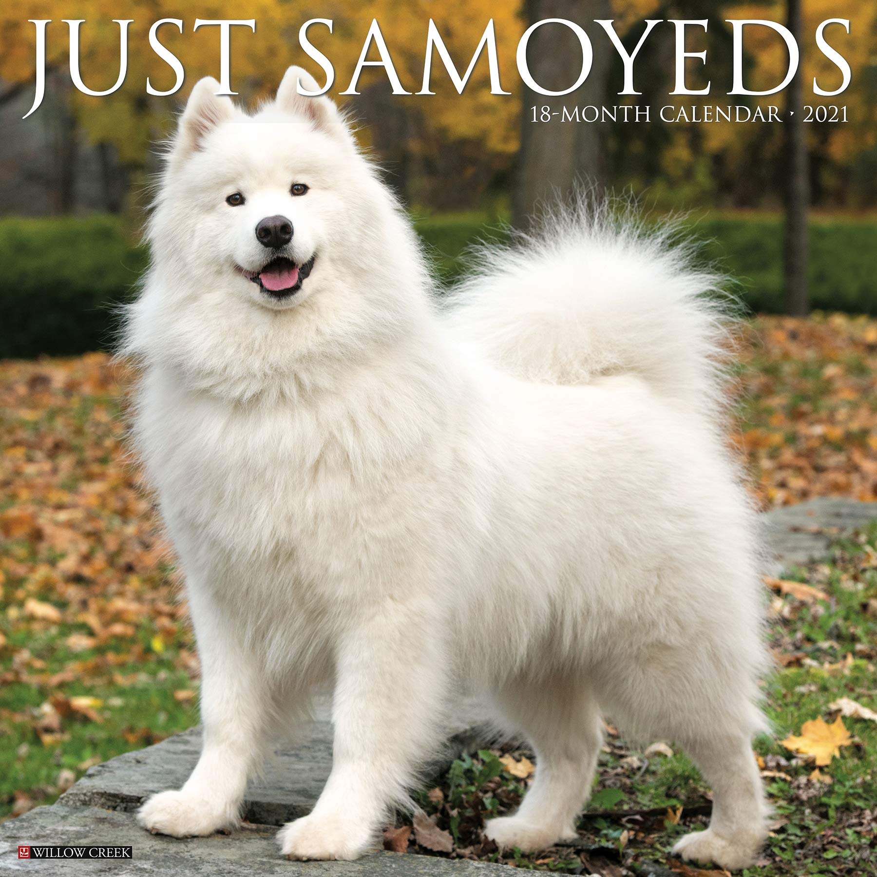 Just Samoyeds 2021 Wall Calendar (Dog Breed Calendar): Willow Creek ...