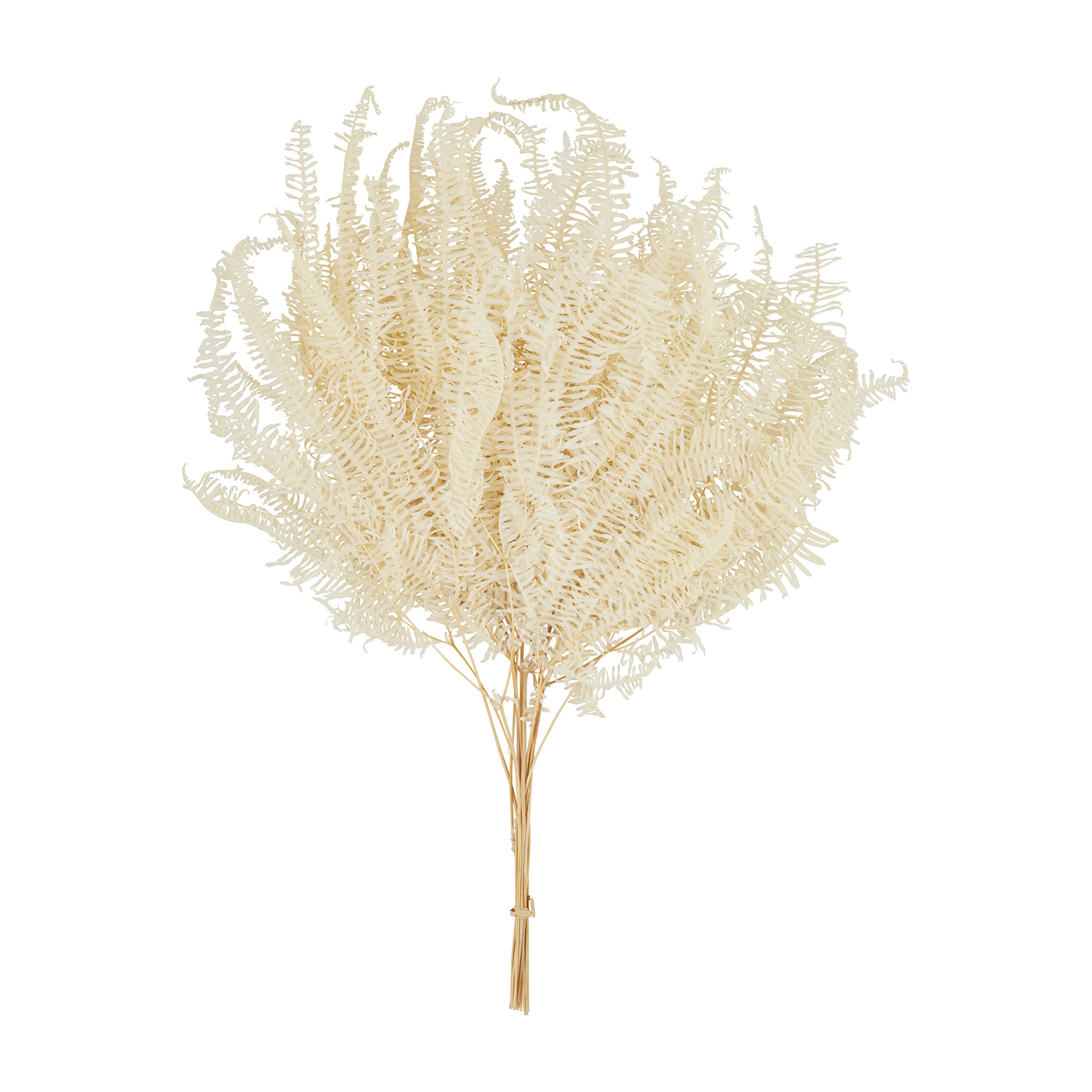 Amazon.com: Mud Pie Preserved Bleached Fern Stem, White : Home & Kitchen