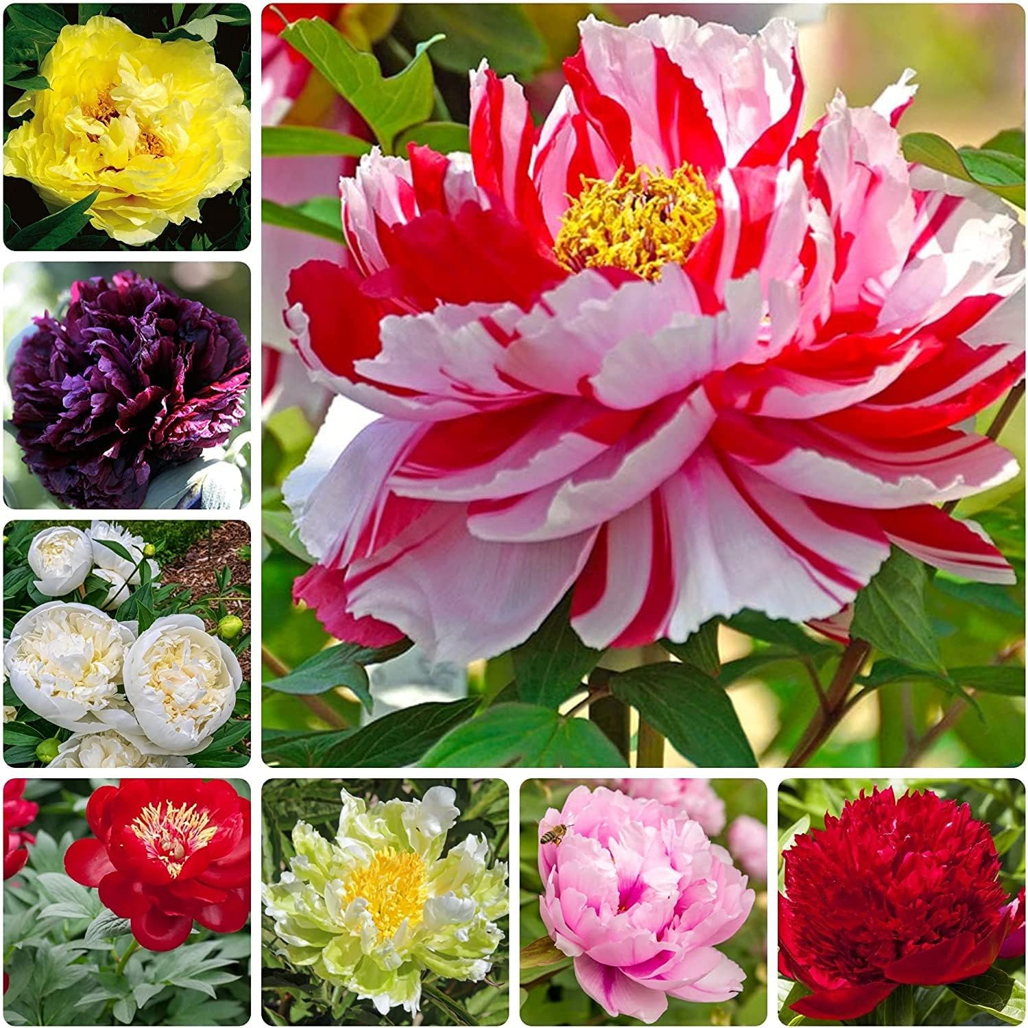 Amazon.com : Peony Seeds - 15 Seeds - Mixed Colors, Great for Bonsai ...