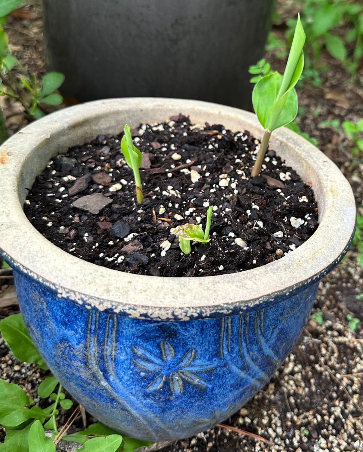 Amazon.com : KETERE Shampoo Ginger Roots for Planting, 2 Fresh Ginger ...