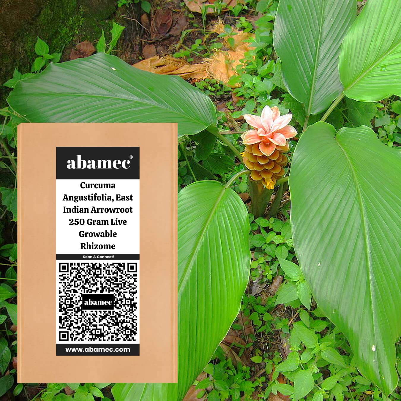 abamec Rarest Curcuma Angustifolia, Tikhur, Koova Plant Live Bulb ...