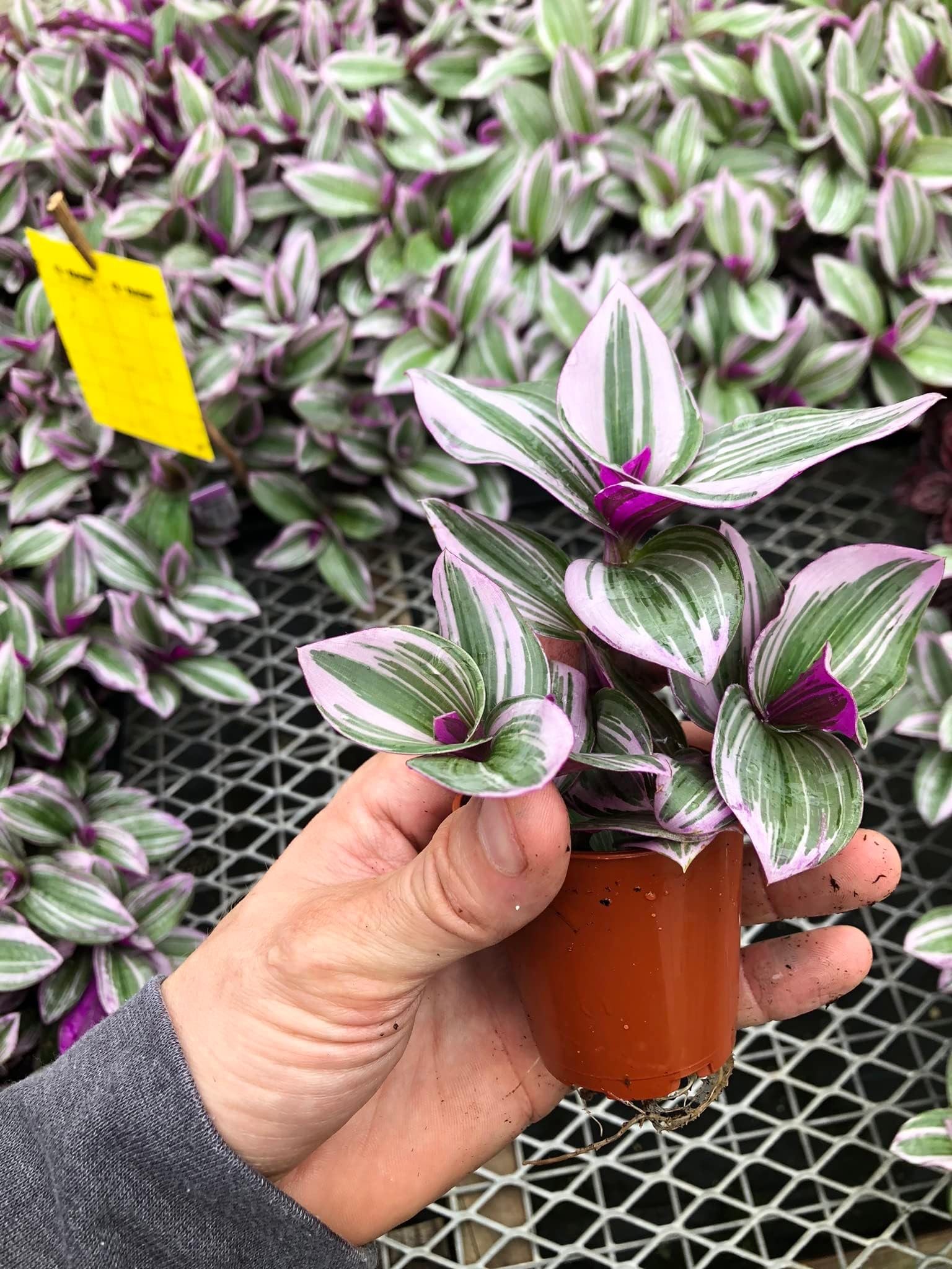 Amazon.com : Rare Nanouk Pink Wandering Jew -Tradescantia - 2.5" Pot ...