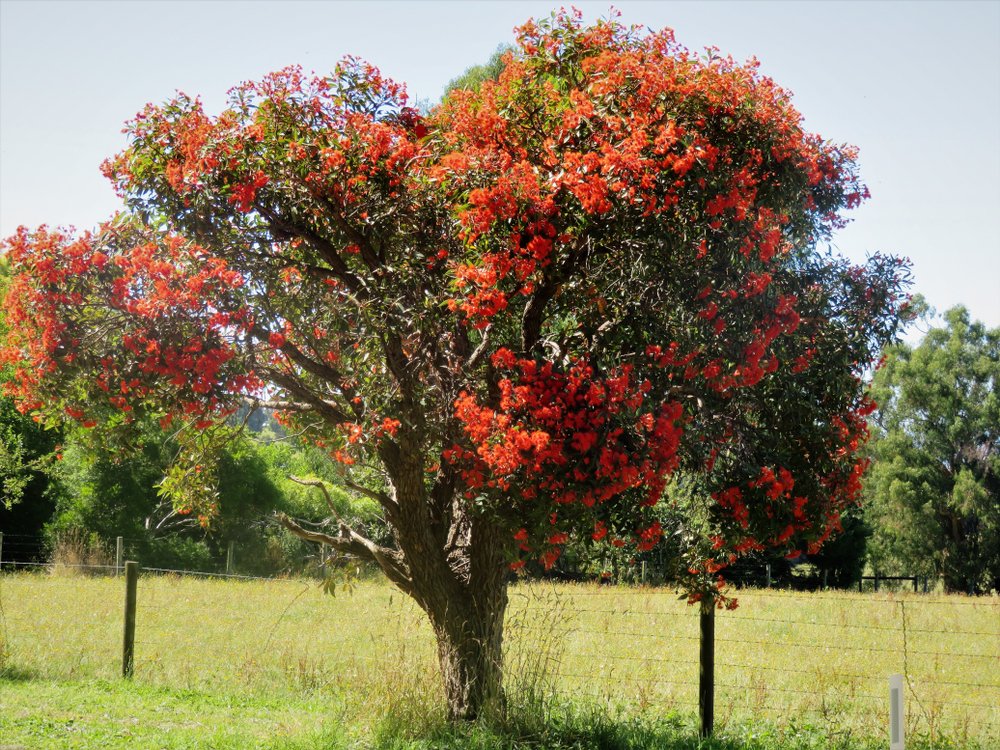 Eucalyptus Ficifolia Corymbia Ficifolia, Eucalyptus Ficifolia | Red