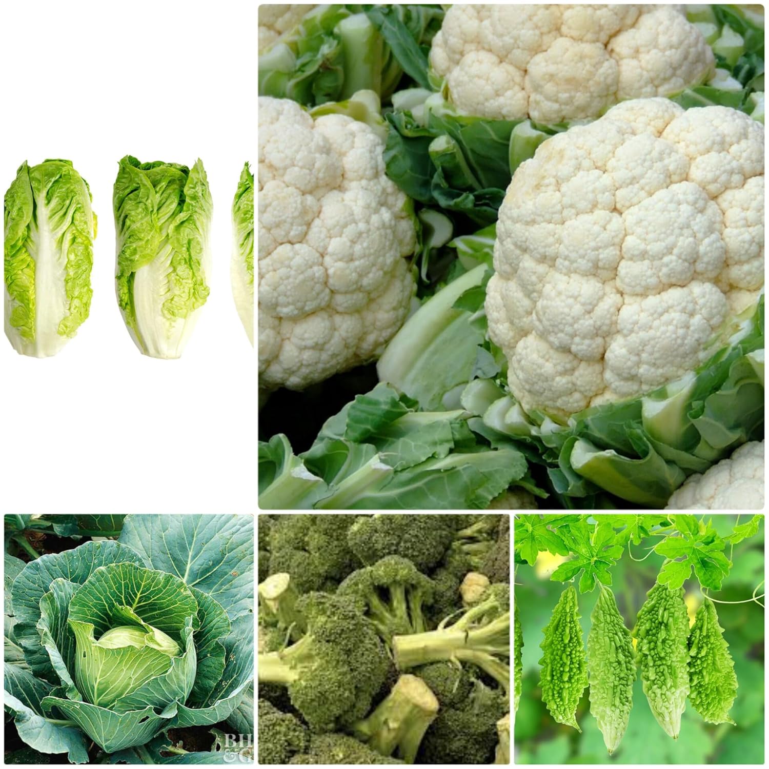 F1 seeds hybrid vegetables winter season, (400 seeds),5 varieties ...