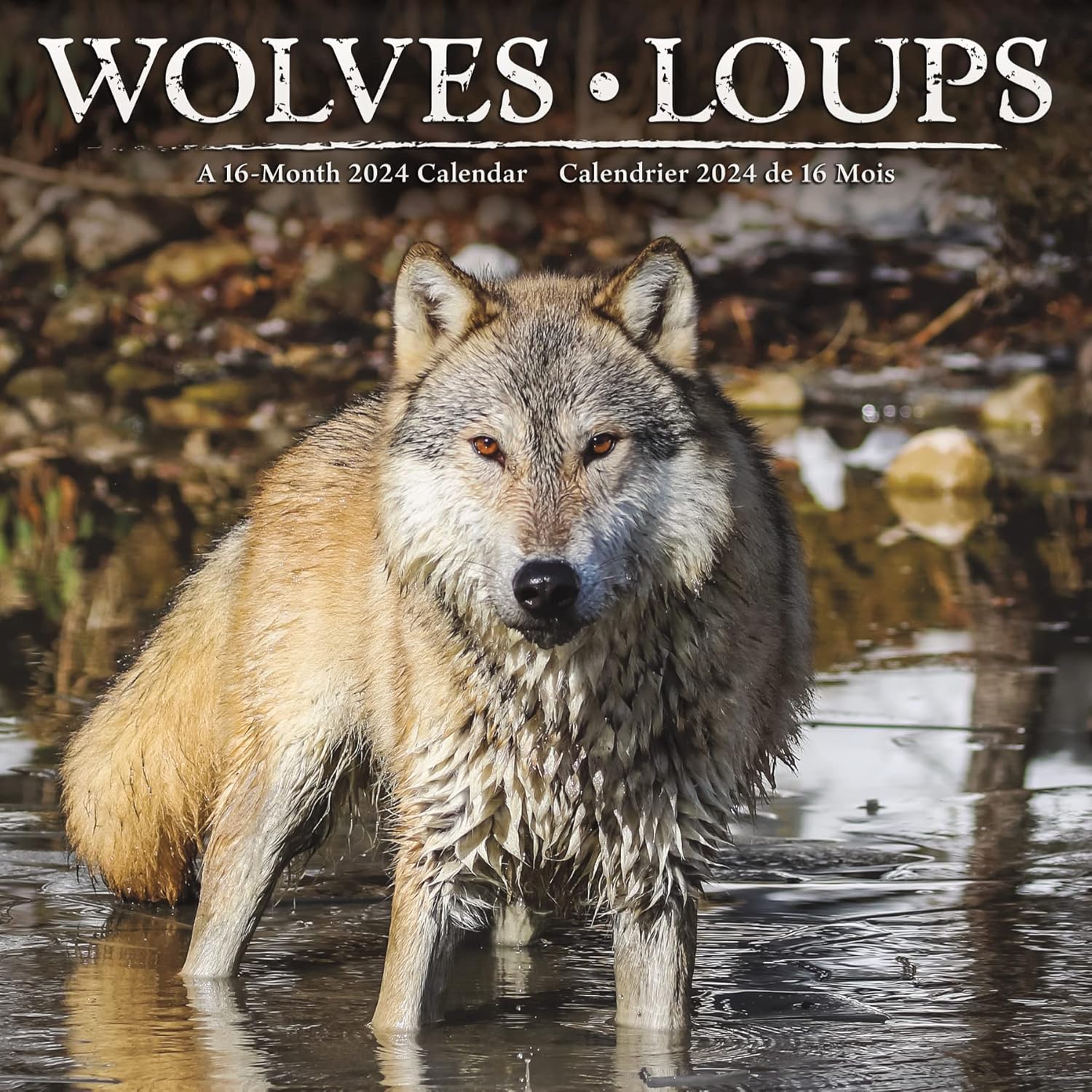 2024 Wolves Wall Calendar : Trends International: Amazon.ca: Office ...