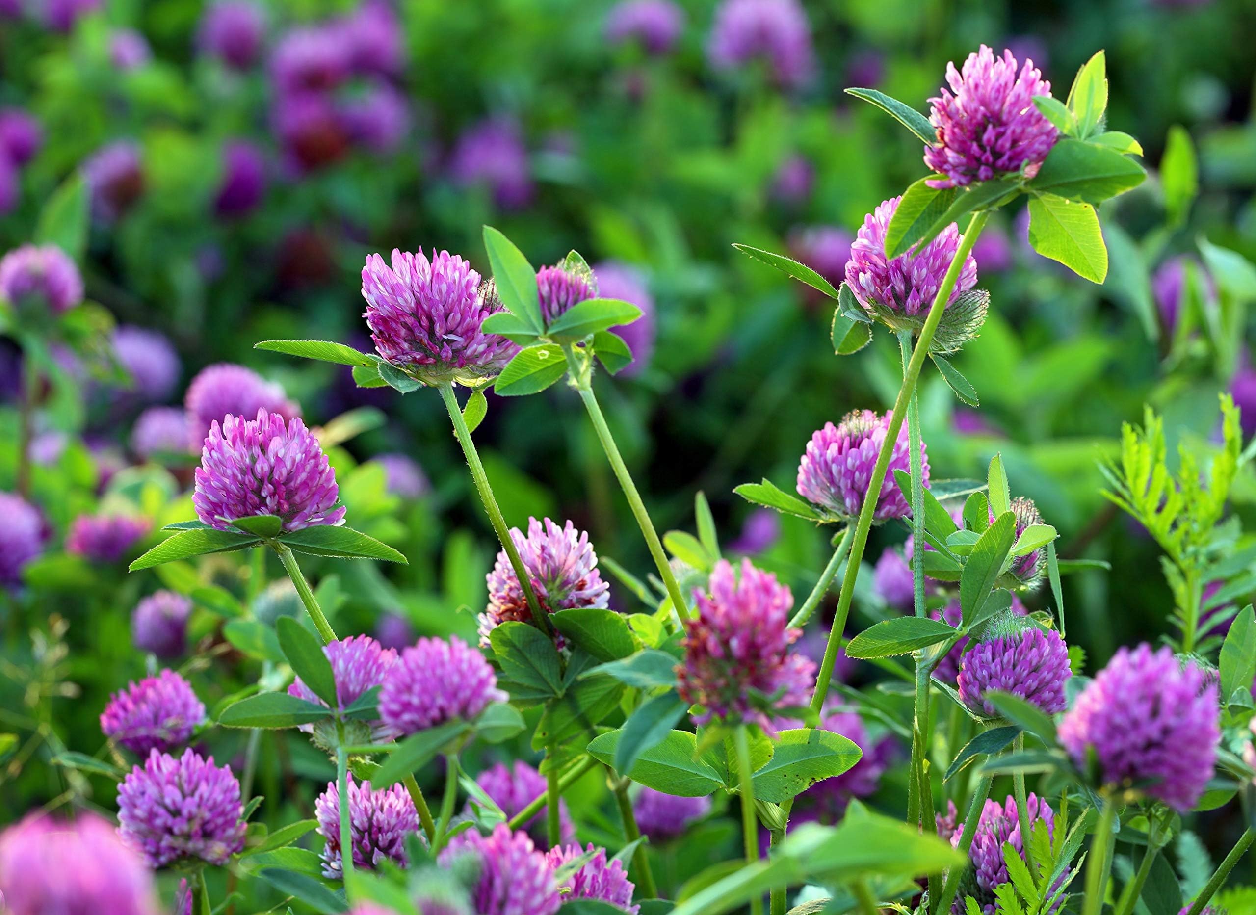 Medium Red Clover Seed Perennial Plant Garden Decor : Amazon.ca: Patio ...