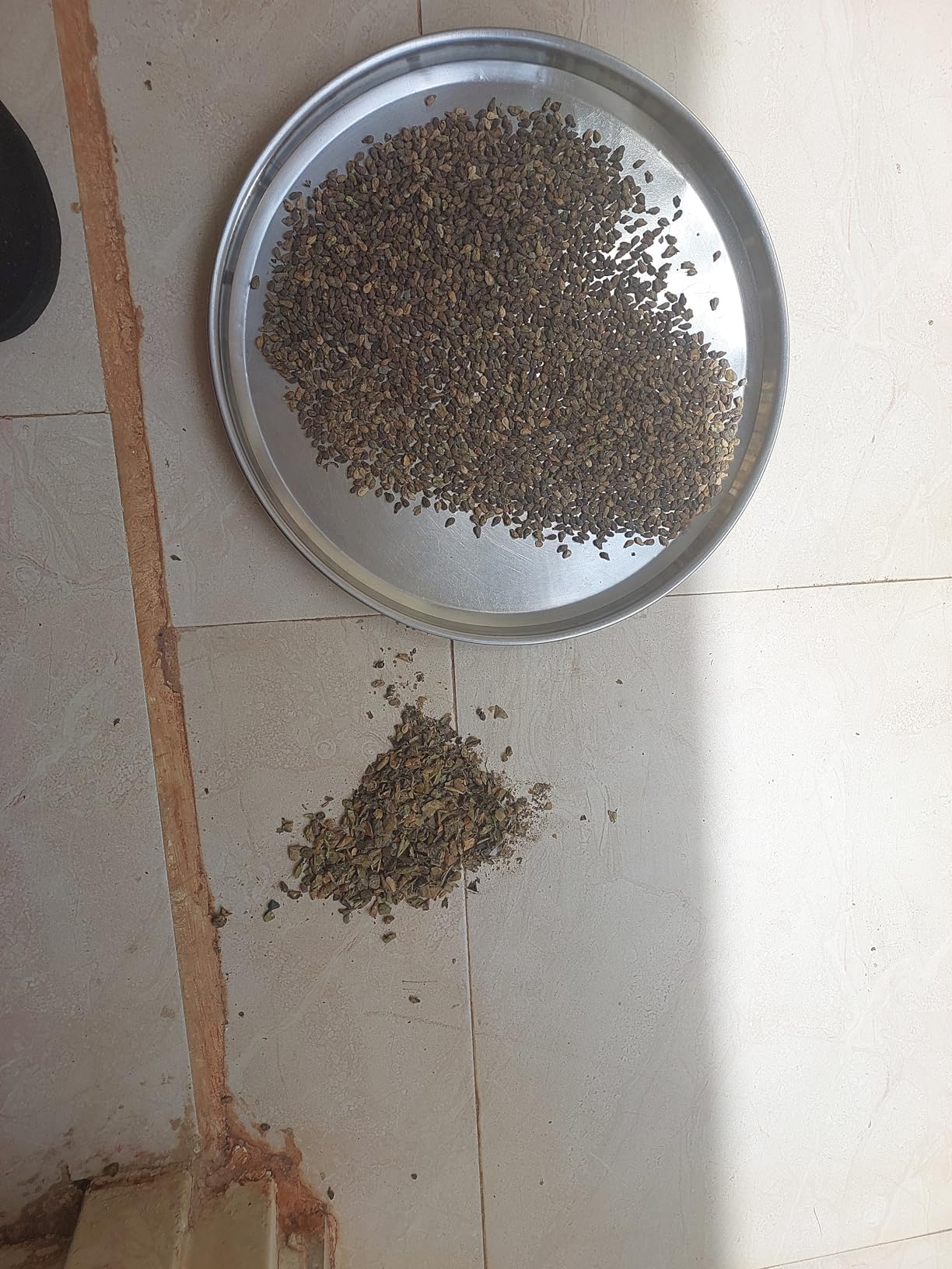 Buy Biotic Shivlingi Seed and Putrajivak Seed - 100g (50g each ...