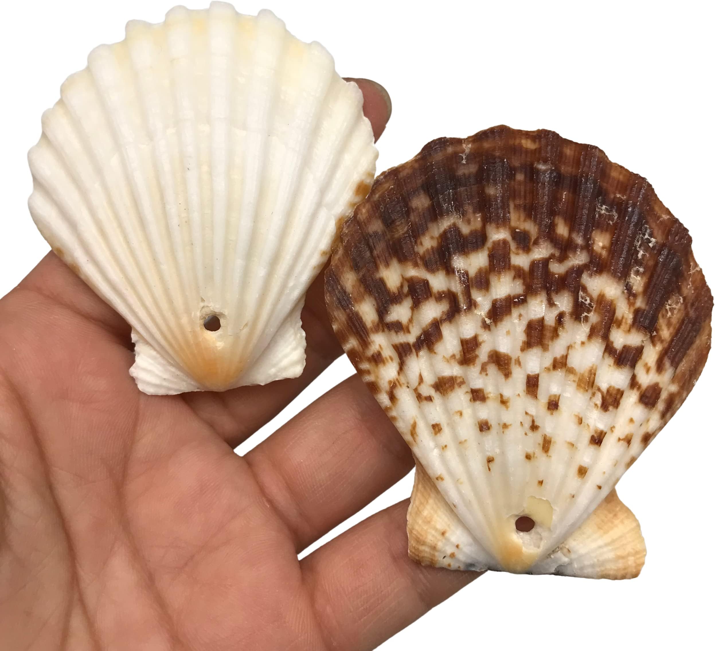 Amazon.com - PEPPERLONELY 6PC Vole Conch Sea Shells, 2 Inch ~ 3 Inch