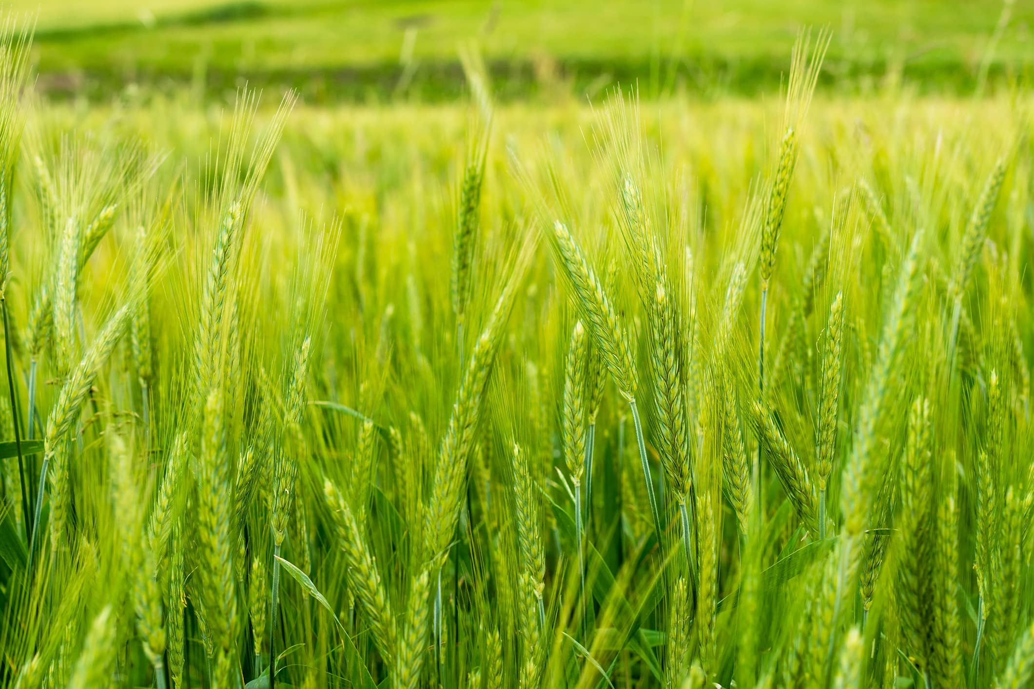 Amazon.com : Triticale Seeds for Planting (25 Pounds) : Patio, Lawn ...