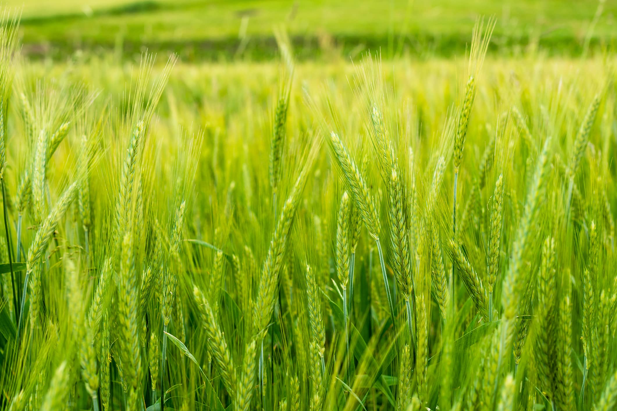 Amazon.com : Triticale Seeds for Planting (25 Pounds) : Patio, Lawn ...