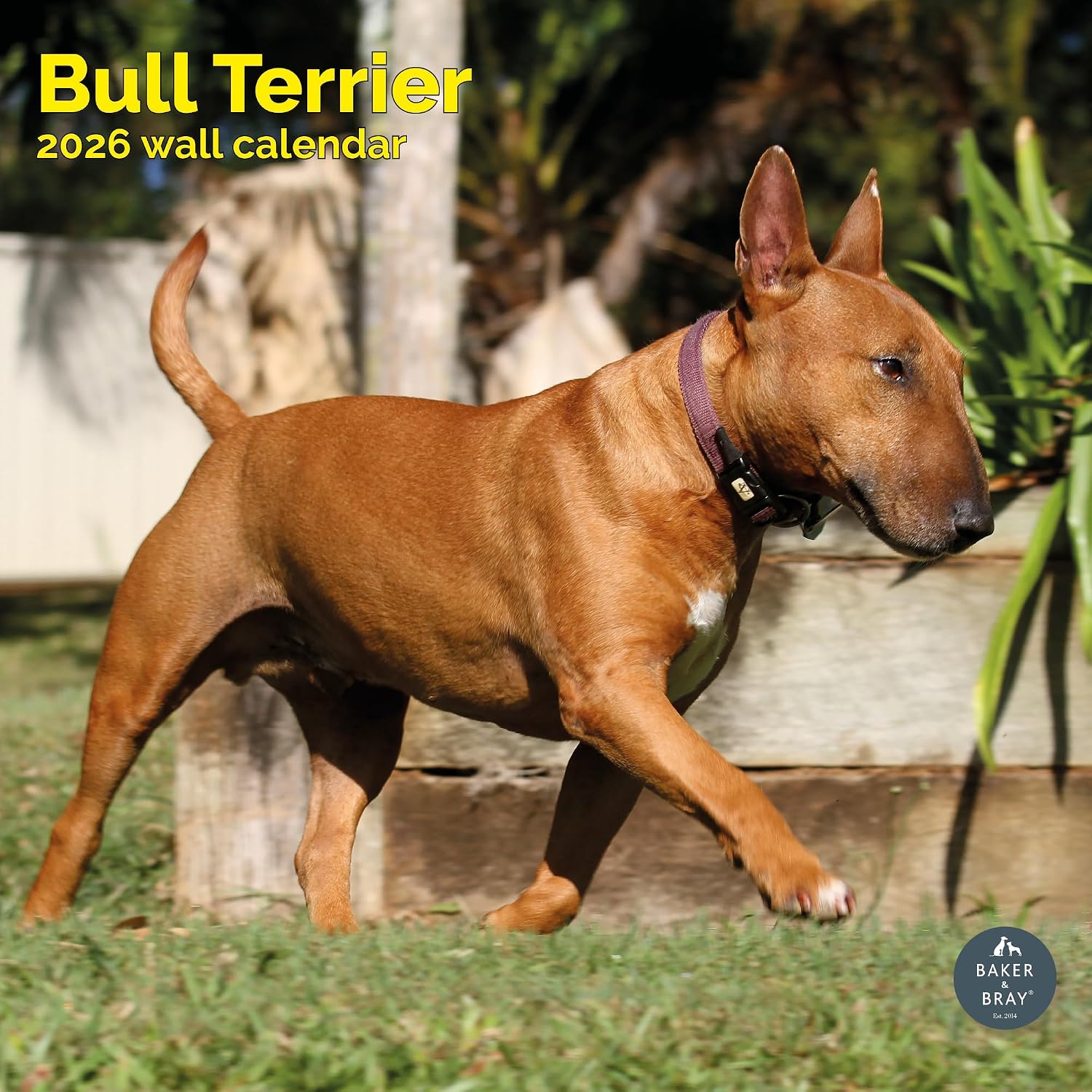 Baker and Bray Bull Terrier Calendar 2026, Large Square Wall Calendar ...