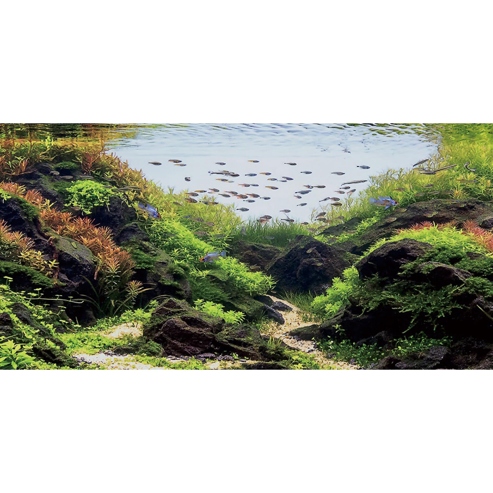 Amazon.com : AWERT 30x12 inches Stone Aquarium Background Aquatic Plant ...