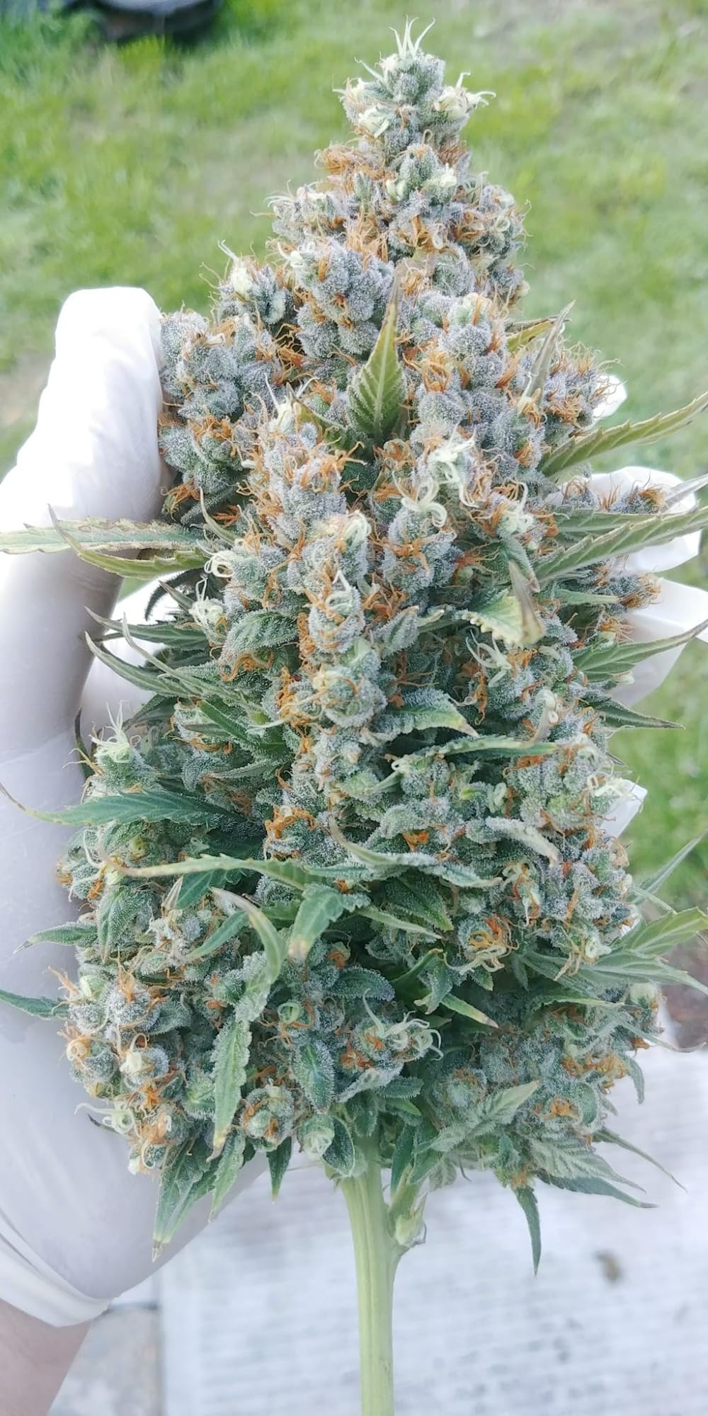 Amazon.com : Advanced Nutrients pH Perfect Connoisseur Coco Grow Part A & B 1L : Patio, Lawn ...