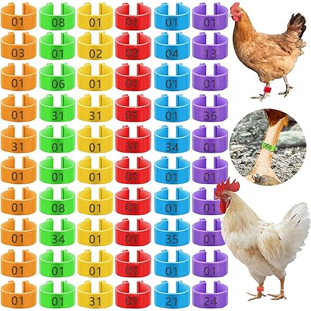 Amazon.com : Bygytyo 240 Pieces Chicken Leg Rings Multiple Color ...