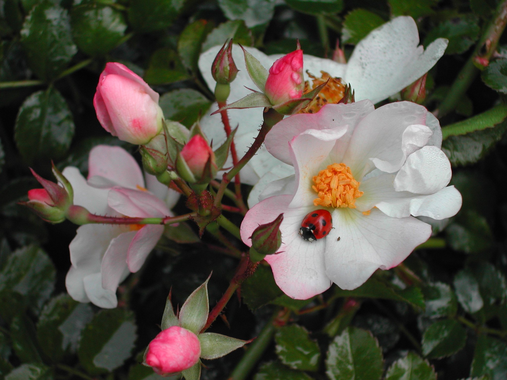 Buy Ladybird Kit Refill - 25 Larvae and Food for Ladybird Breeding Kits ...