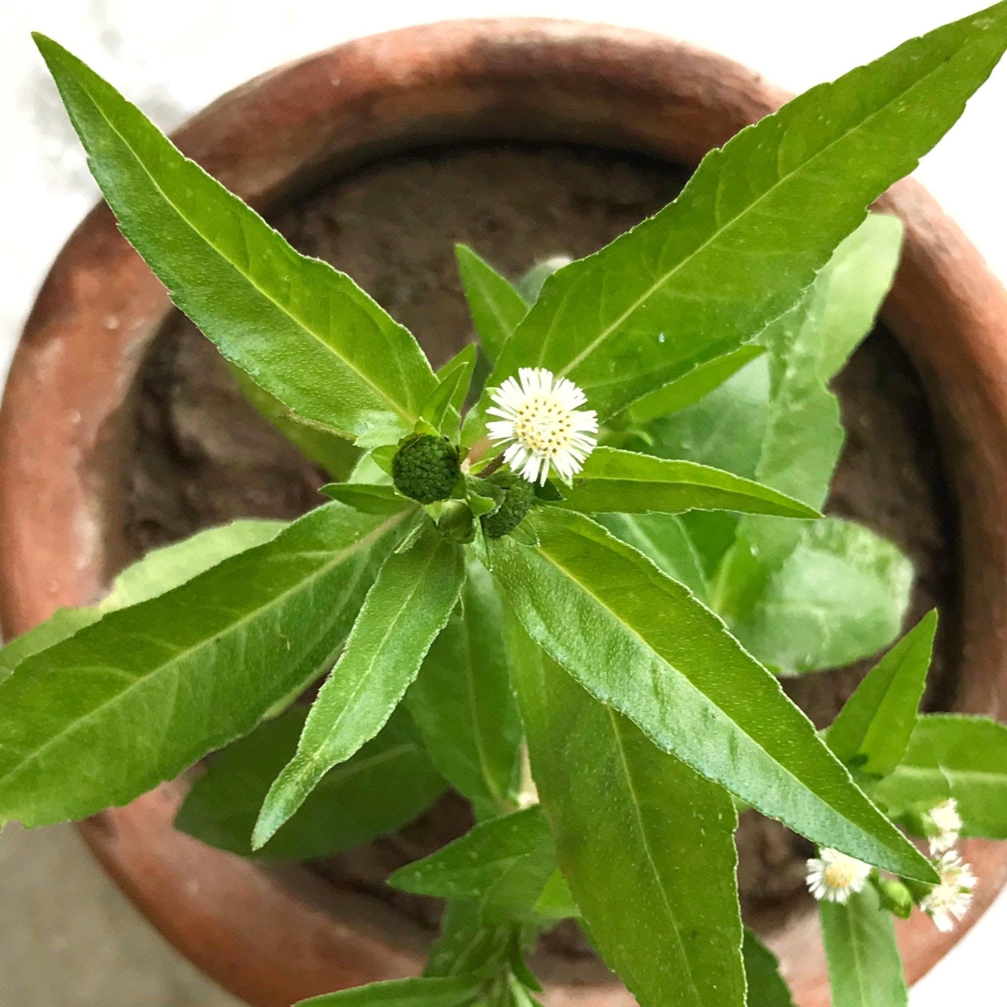 Desi Gardener's Bhringraj live plant with 4 Inch pot : Amazon.in ...