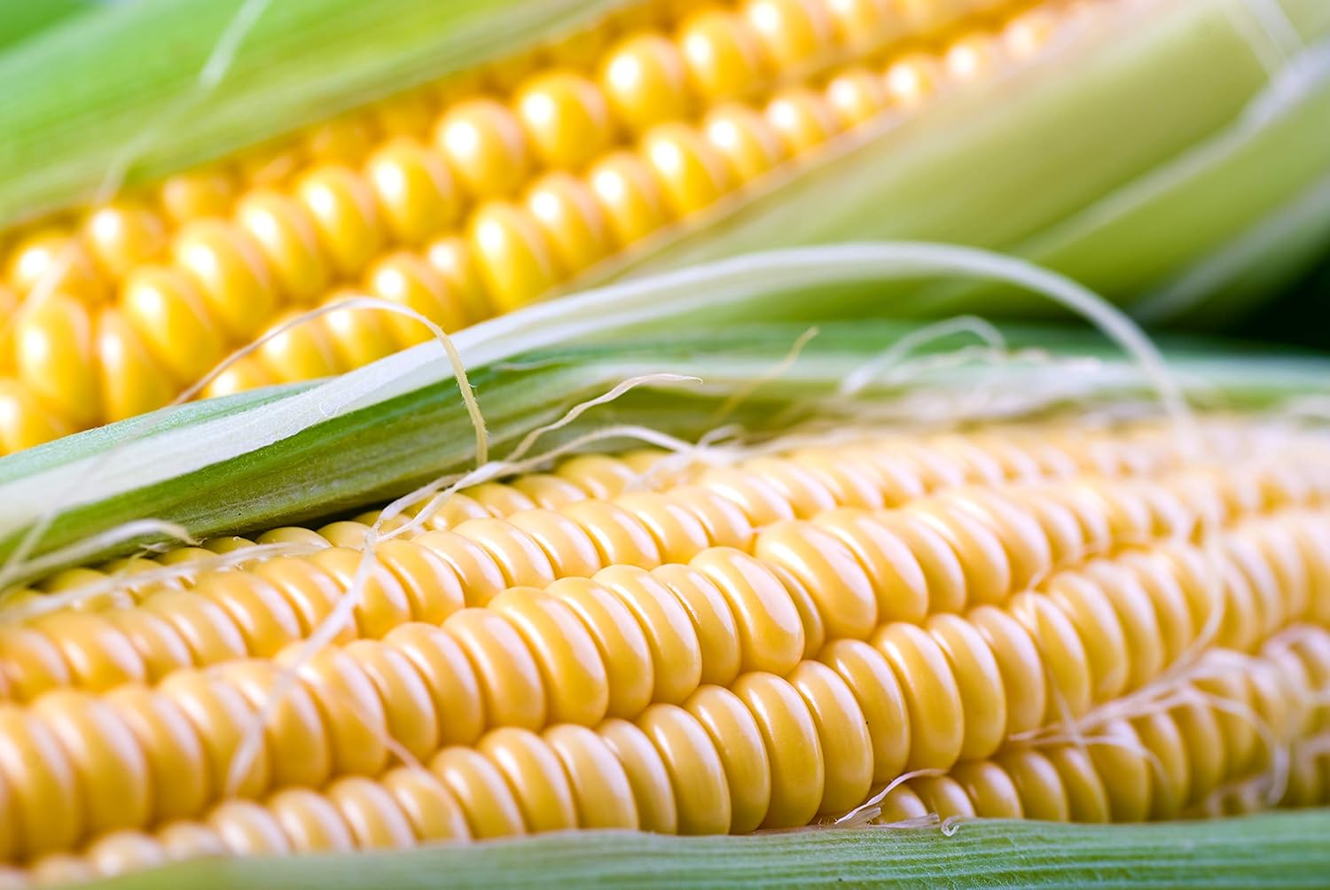 Amazon.com : NK 199 Hybrid - Corn Seeds : Corn Plants : Patio, Lawn ...
