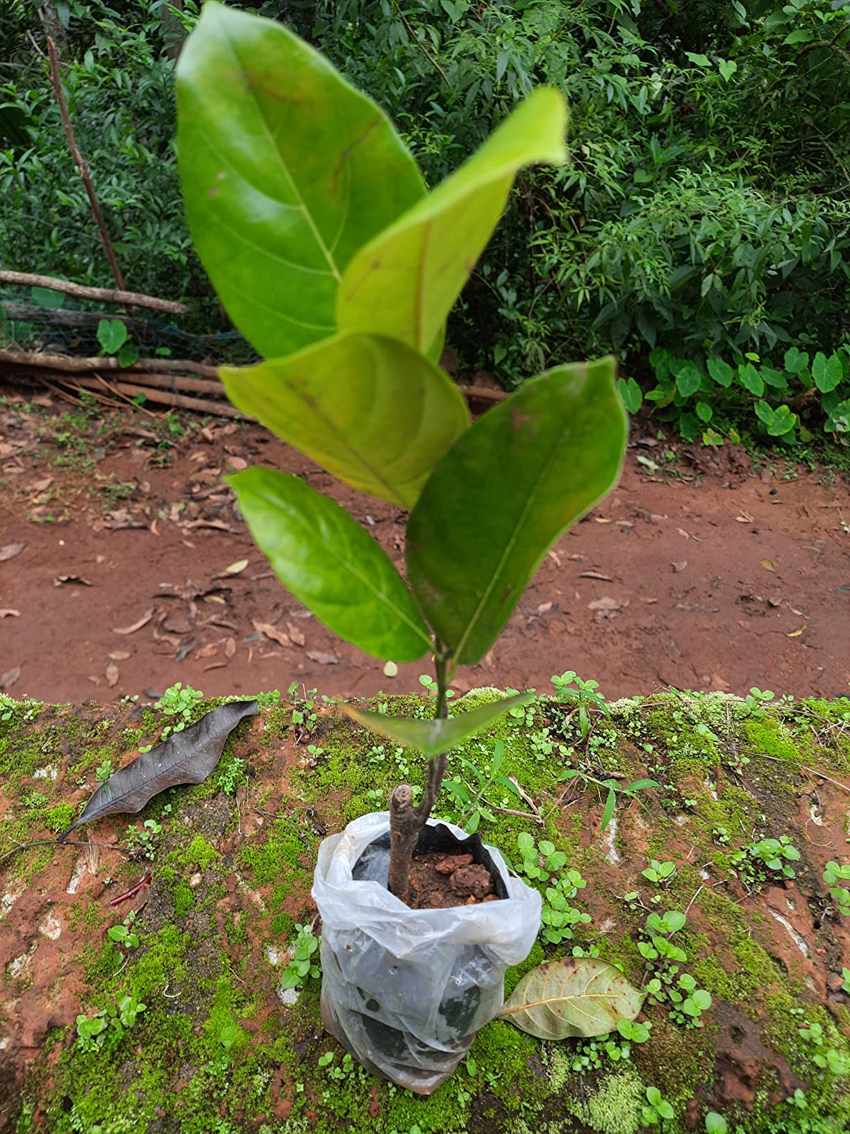 M-Tech Gardens Rare Jackfruit Plant (Honey Jack, Bud Grafted, Hybrid ...