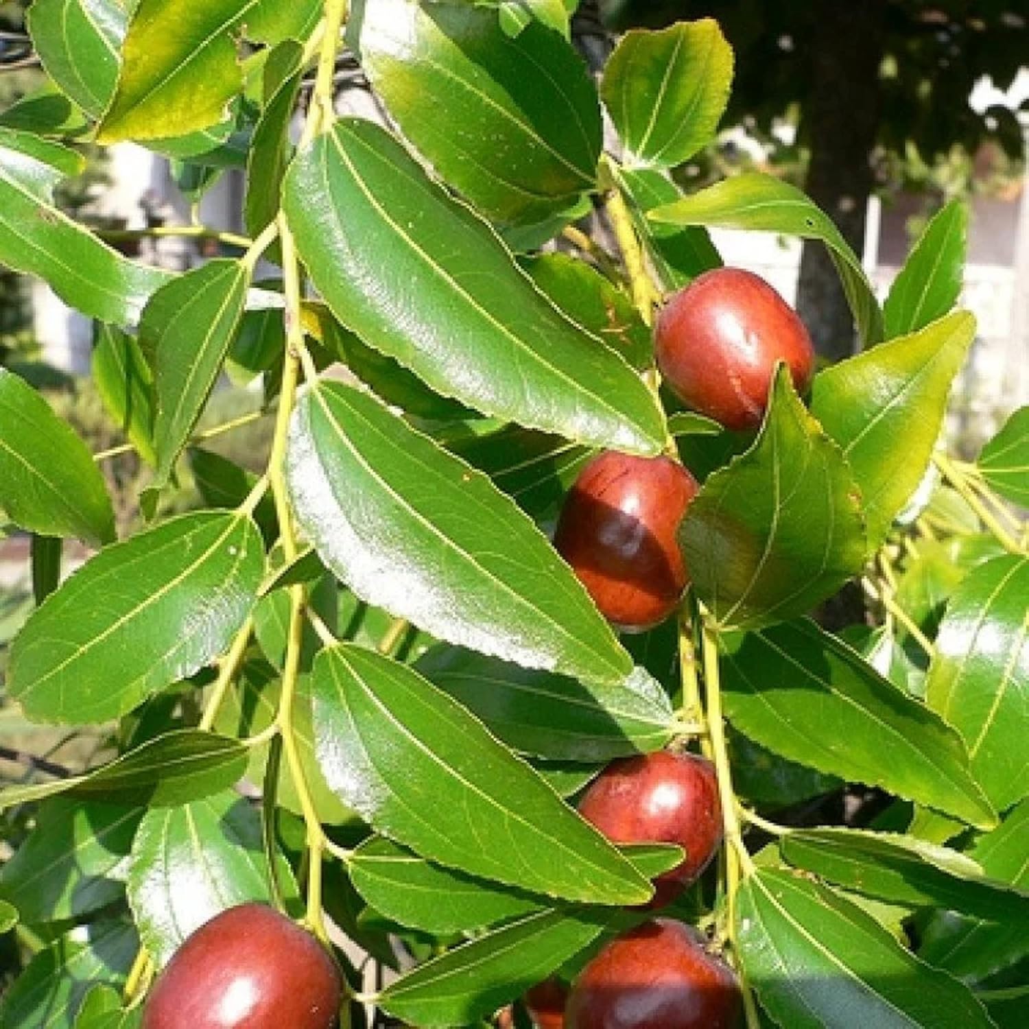 CHUXAY GARDEN Ziziphus Mauriciana – Jujube indio, ciruela india ...