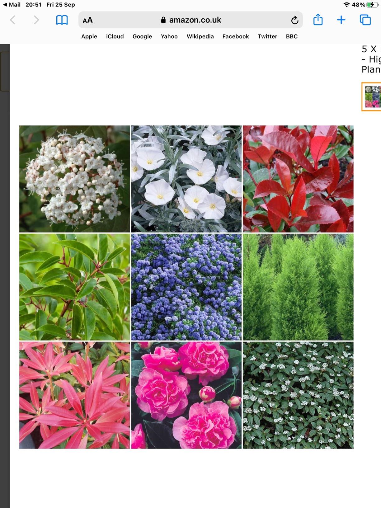 5 X Evergreen Shrub Plant Mix - Established Plants in Pots UK Grown ...