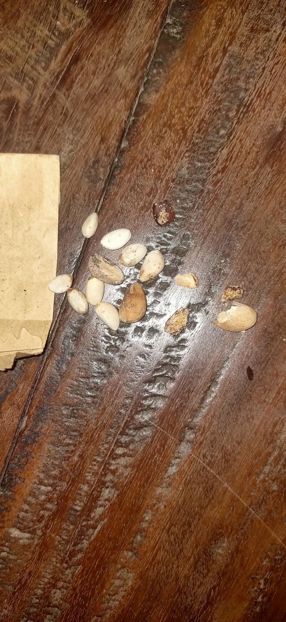 Royal Paradise Garden Rare Artocarpus hirsutus Wild Jackfruit Anjili ...