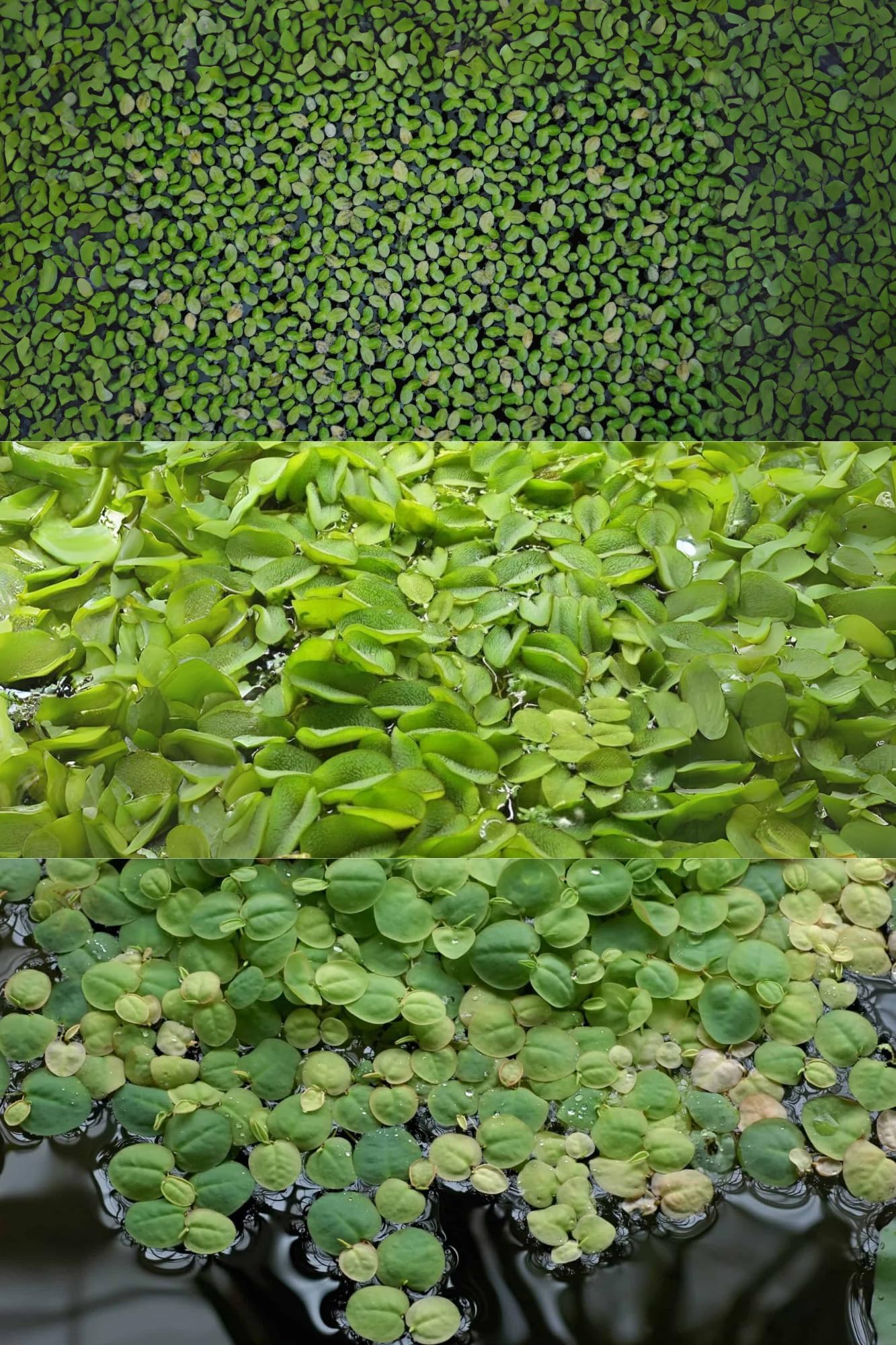 Amazon.com: Ultimate Floating Plant Bundle - Duckweed, Red Root ...