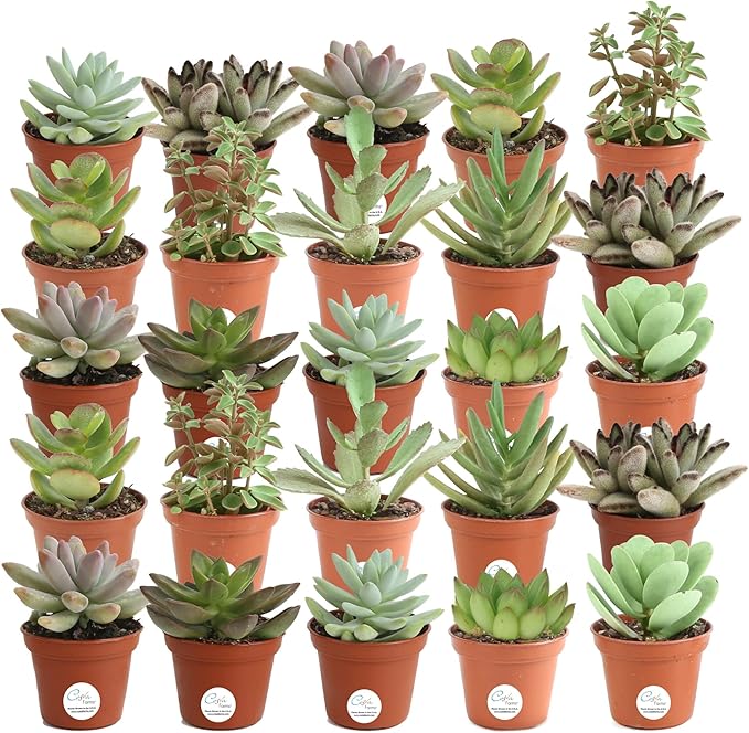 Amazon.com : Costa Farms Mini Succulents Collection, Live Succulent ...