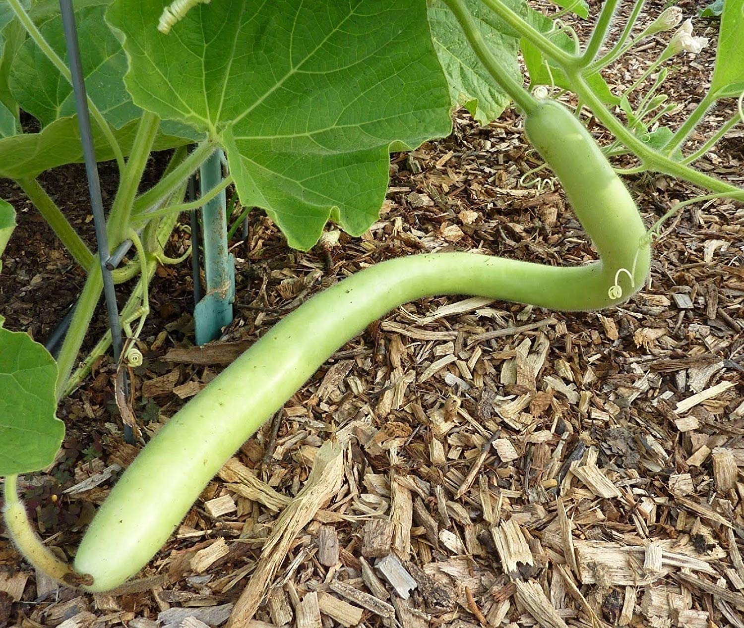 Amazon.com : Cucuzzi (Italian Edible) Gourd Seed, much like summer ...