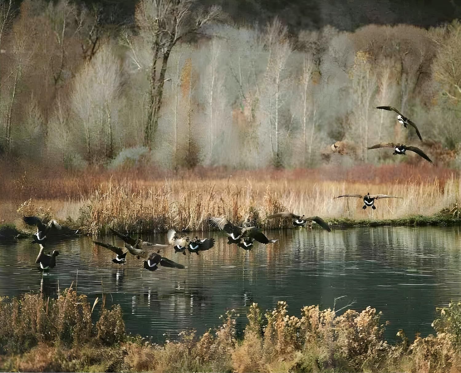 Amazon.com: Wildlife Animal Wall Decor Canadian Geese Birds on Lake Art ...