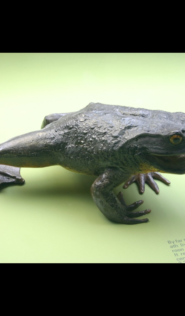 Bullfrog Wallpaper -- HD Wallpapers of Bullfrogs! - App on Amazon Appstore