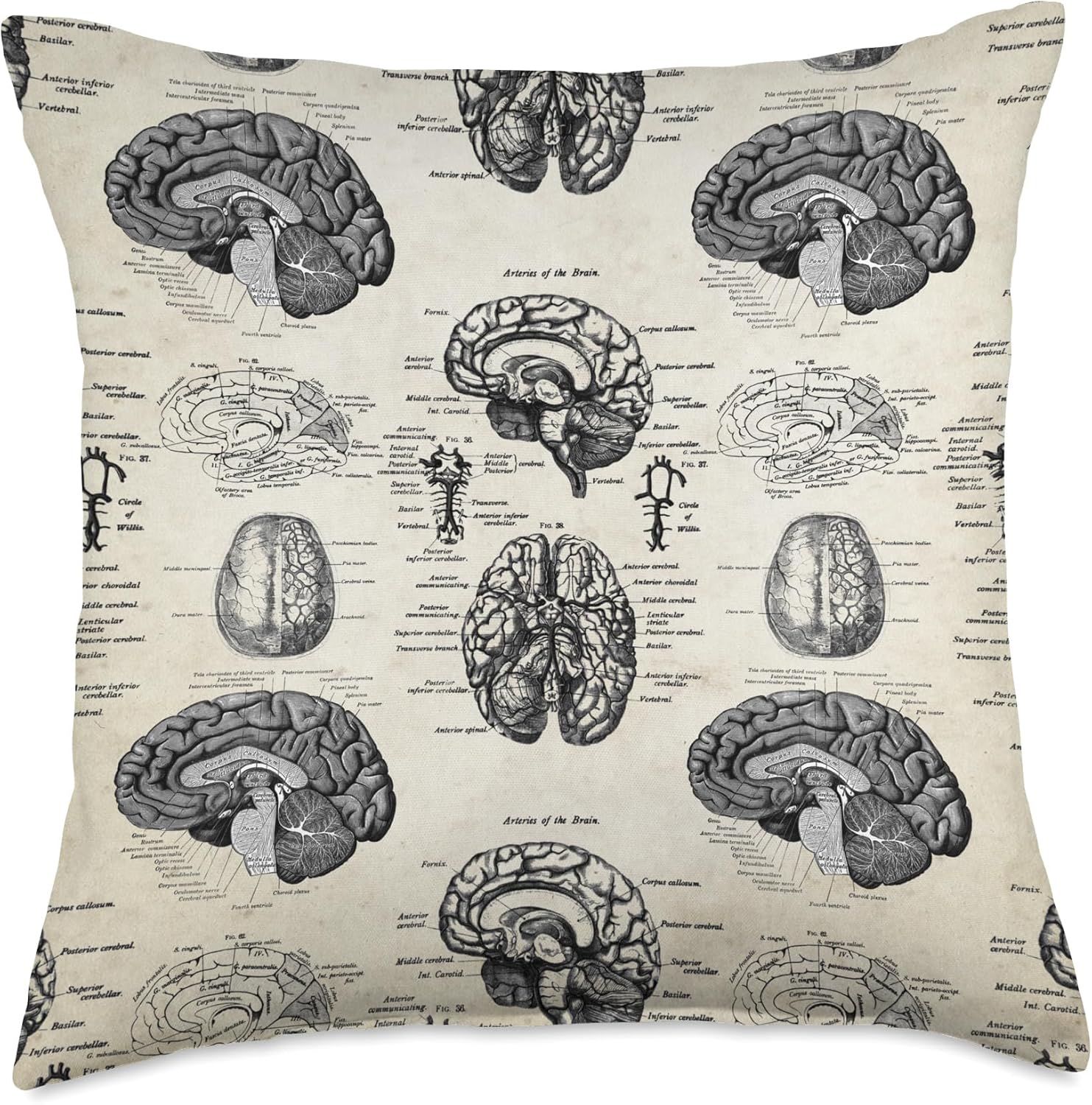 Amazon.com: Anatomy Brain Vintage Textbook Diagrams Neuroscience ...