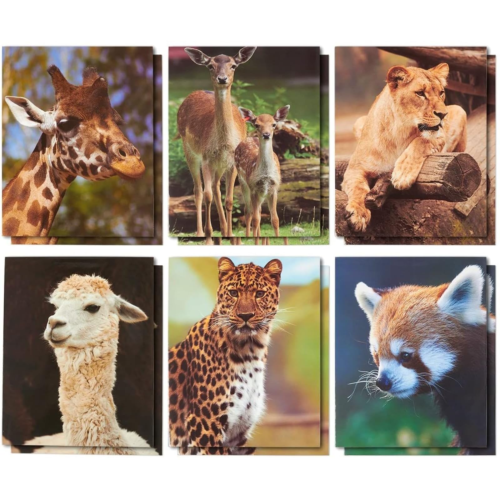 Snapklik.com : BLUE PANDA 12 Pack Wild Animal File Folders