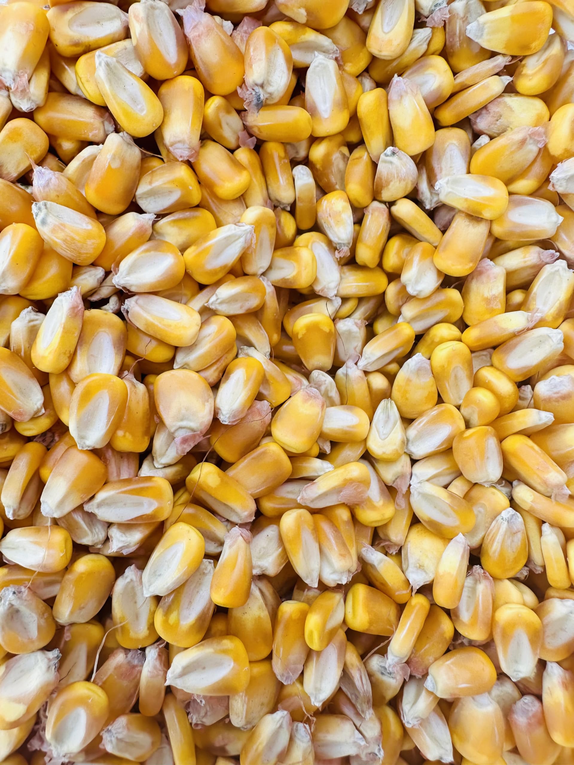 Amazon.com: Single A Corn: Premium Dried and Shelled Whole Kernel Corn ...