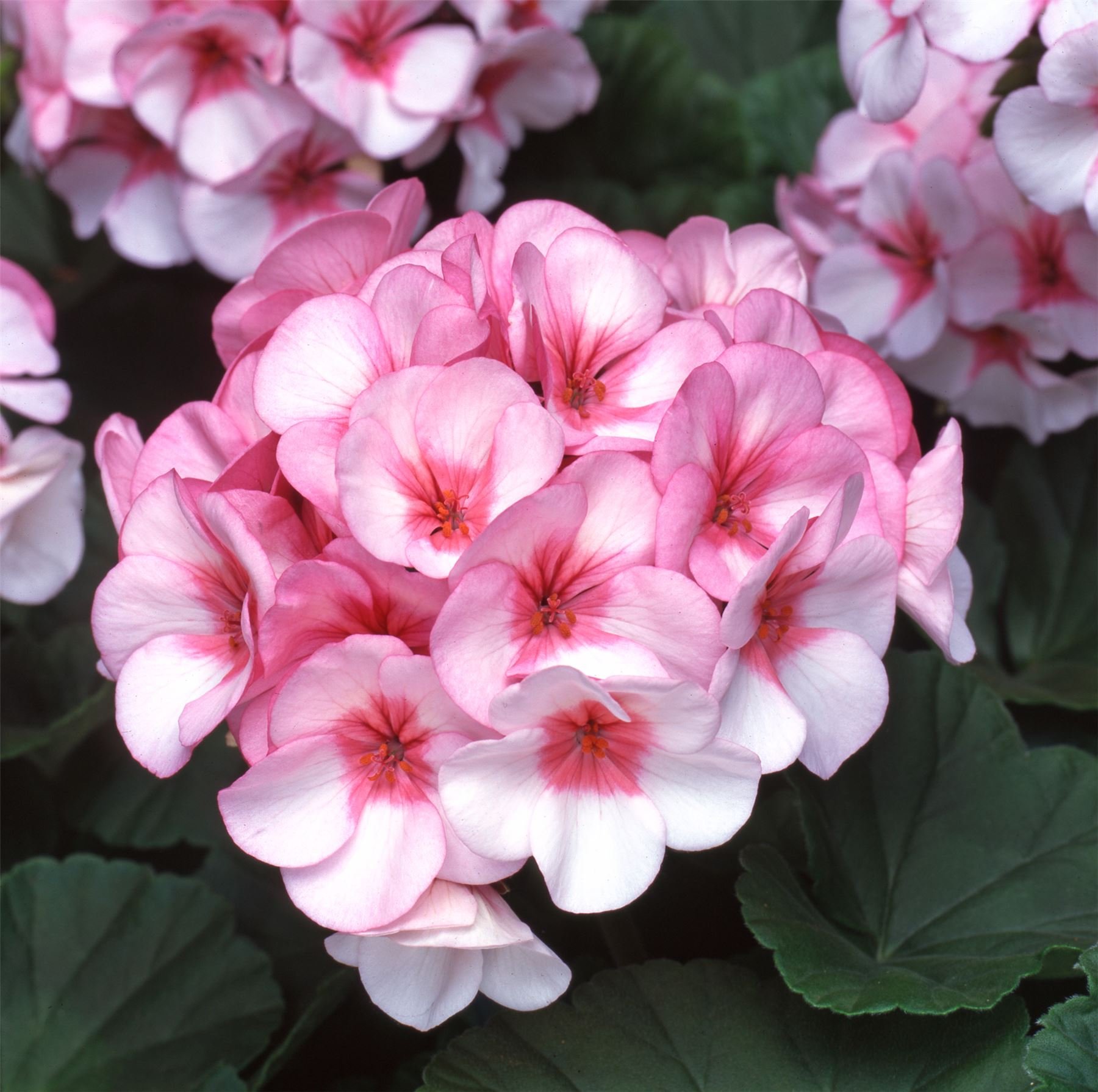 JustSeed - Flower - Geranium - Horizon F1 - Star - 10 Seeds : Amazon.co ...