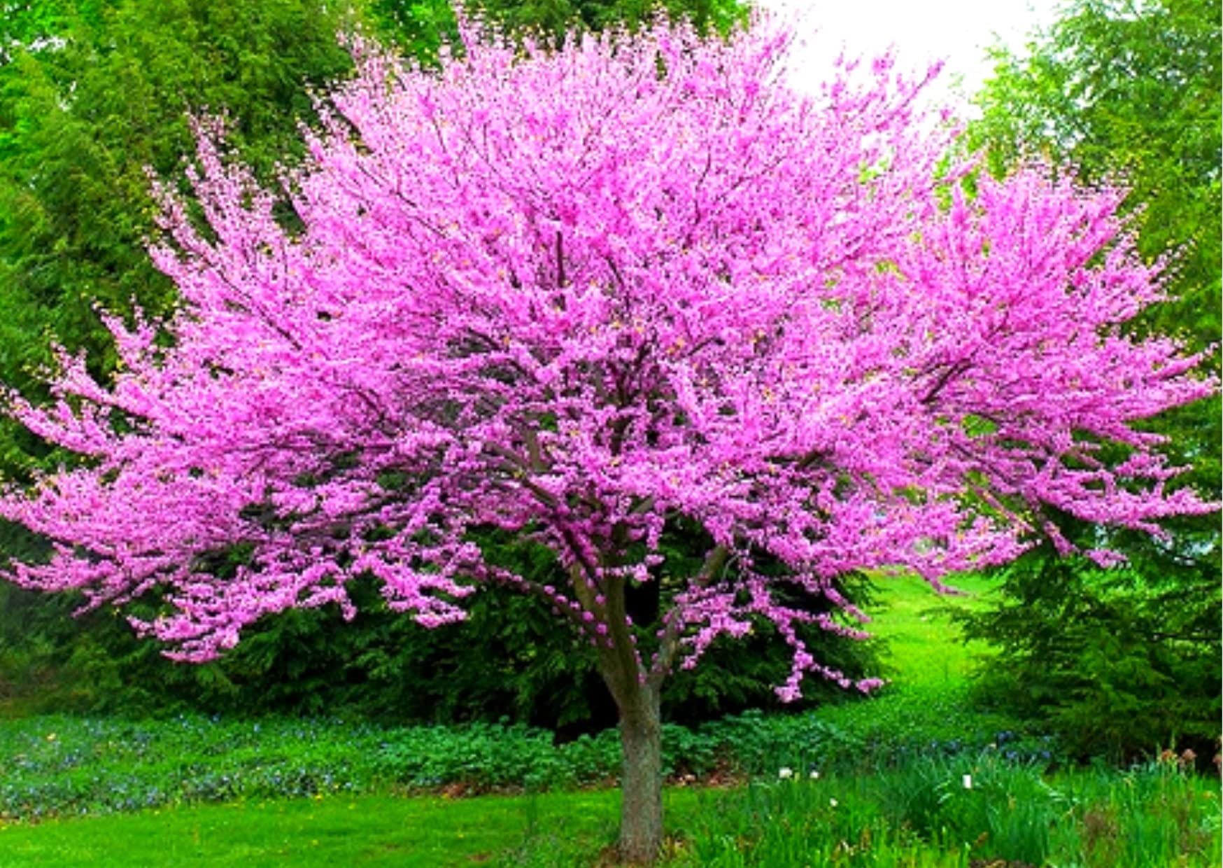 Eastern Redbud Tree