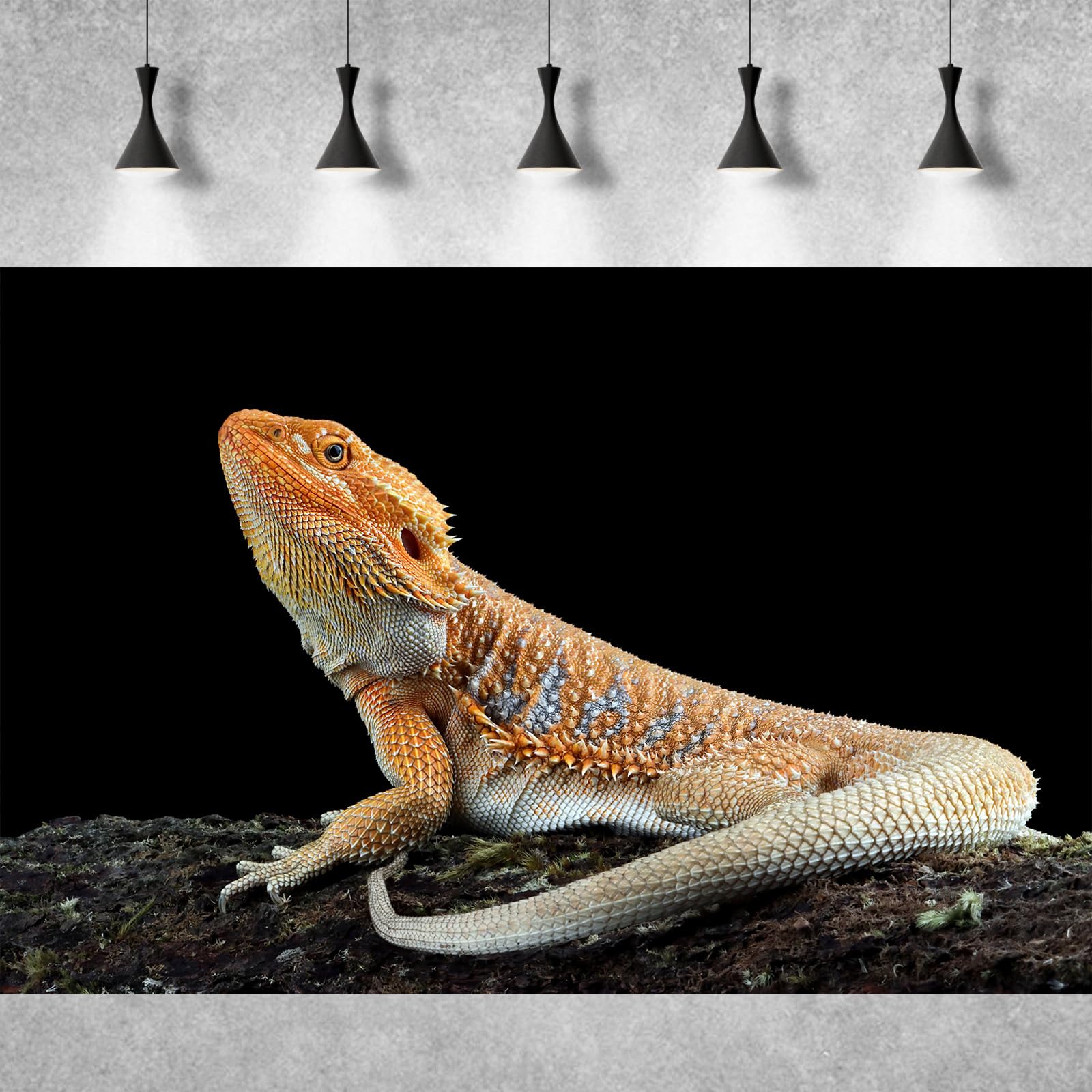 Bearded Dragon Vivarium Backgrounds