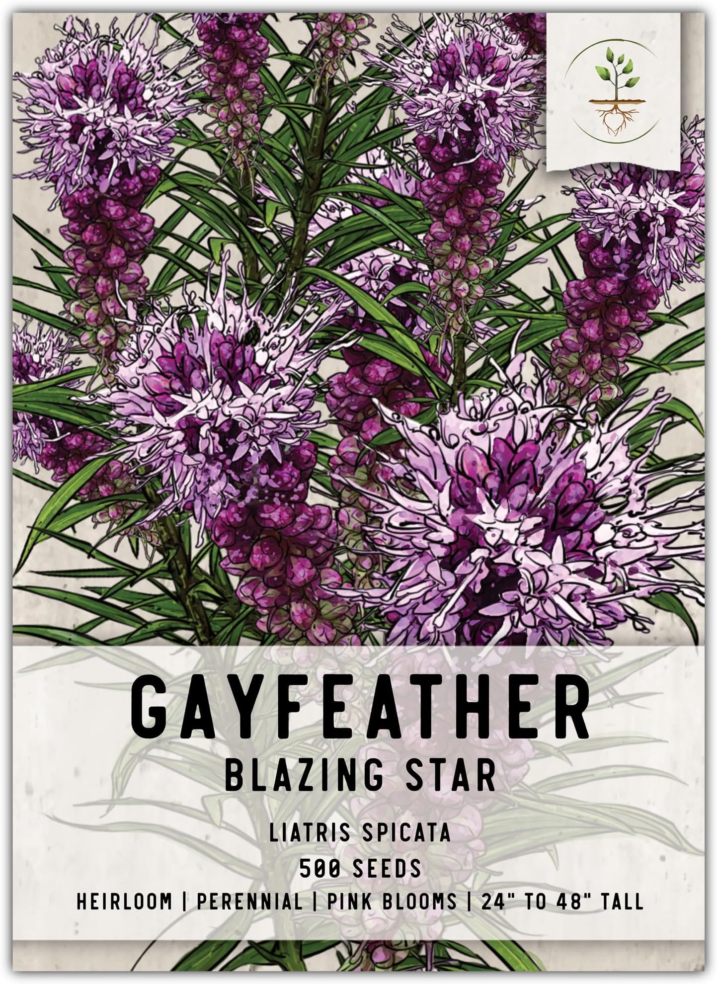 Amazon.com : Purple Liatris Spicata Corms - 5 Corms, Blazing Star Plant ...
