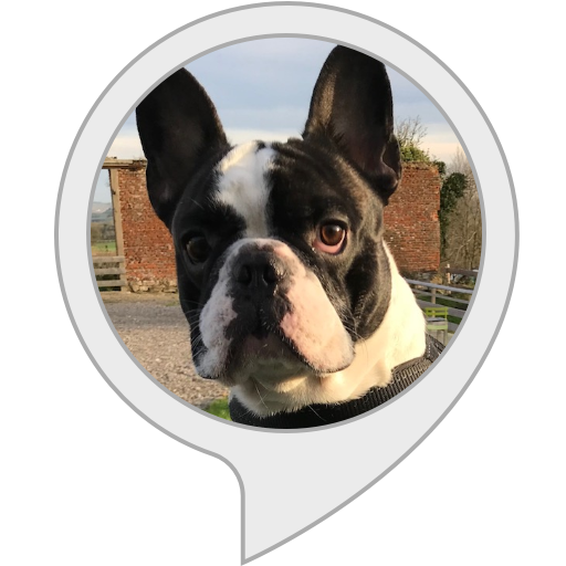 Amazon.com: null : Alexa Skills