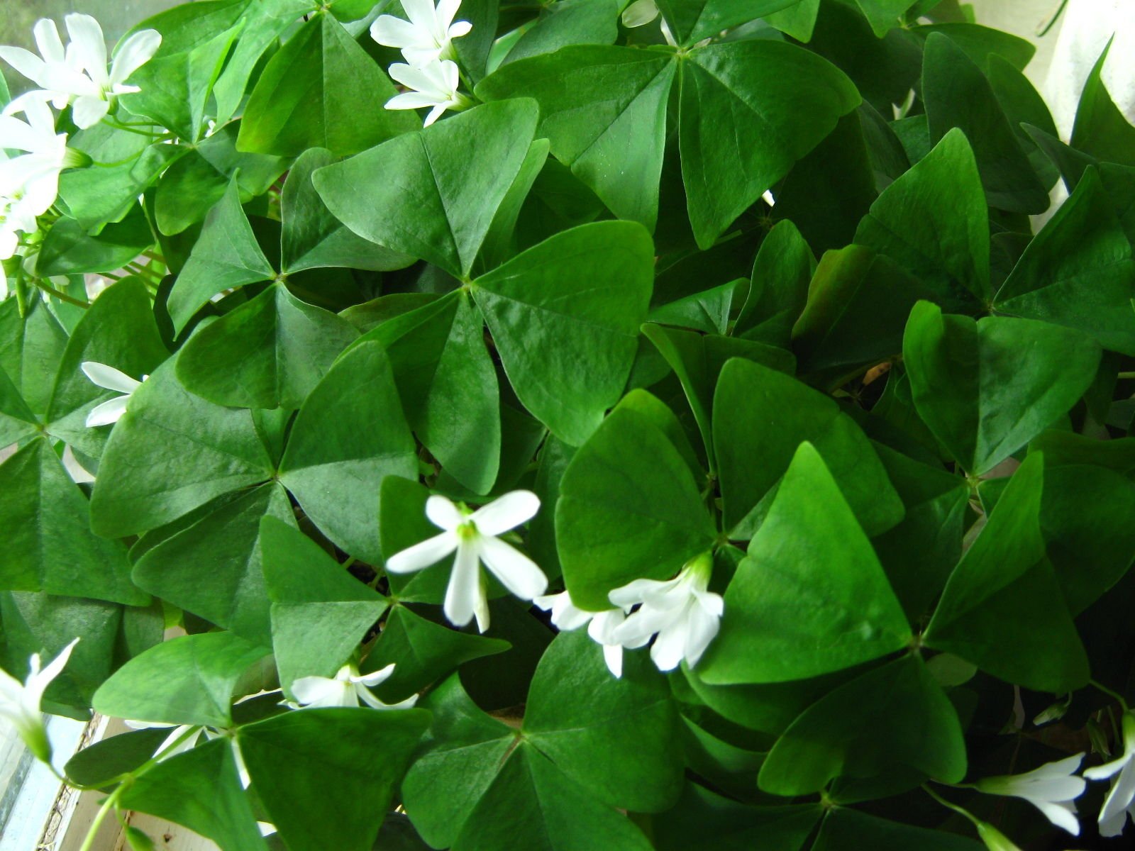Buy Oxalis "Shamrock" corms tubers bulbs (x15) ally Grown. Ready to ...