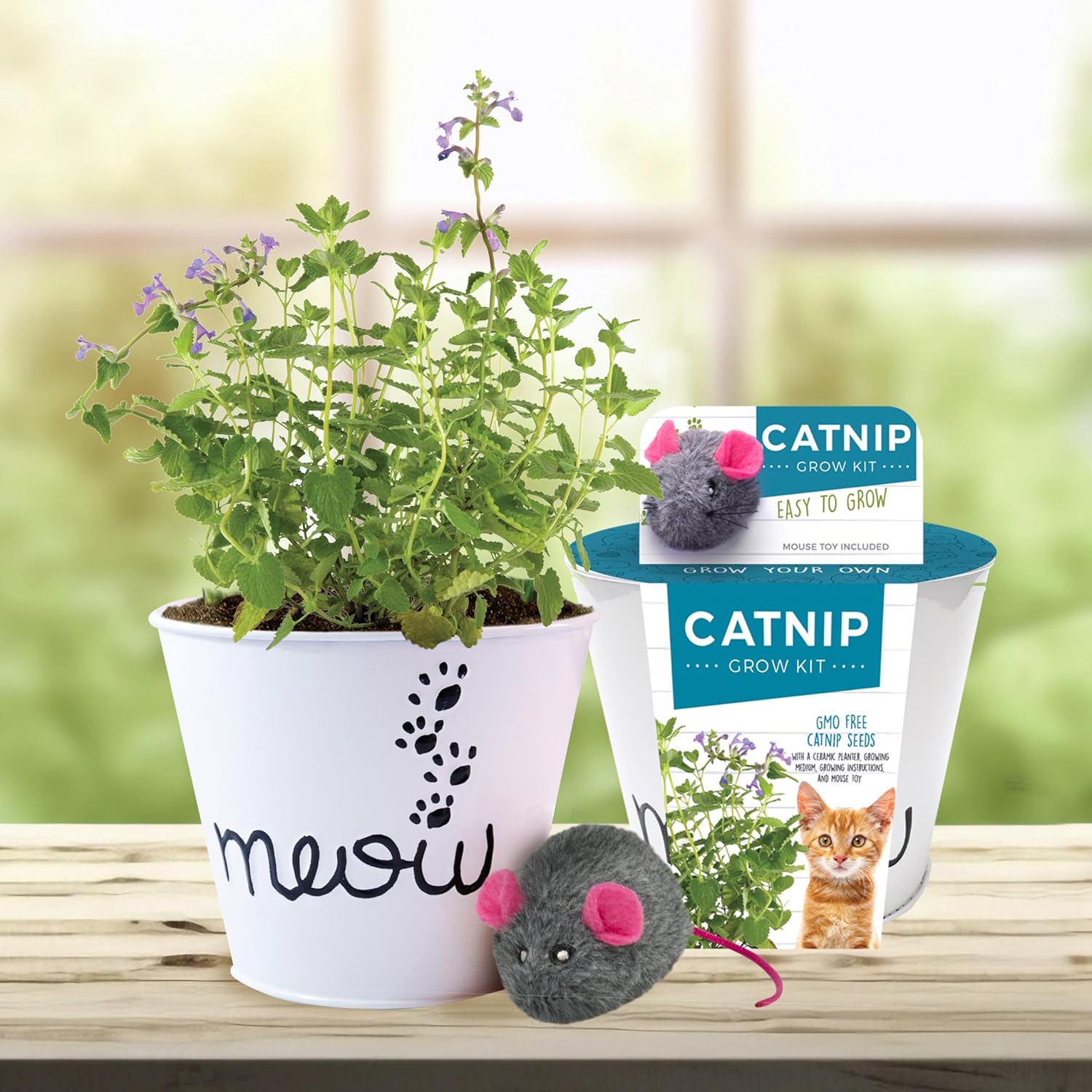 Amazon.com : Garden State Bulb Catnip for Indoor Cats - Growing Kit ...