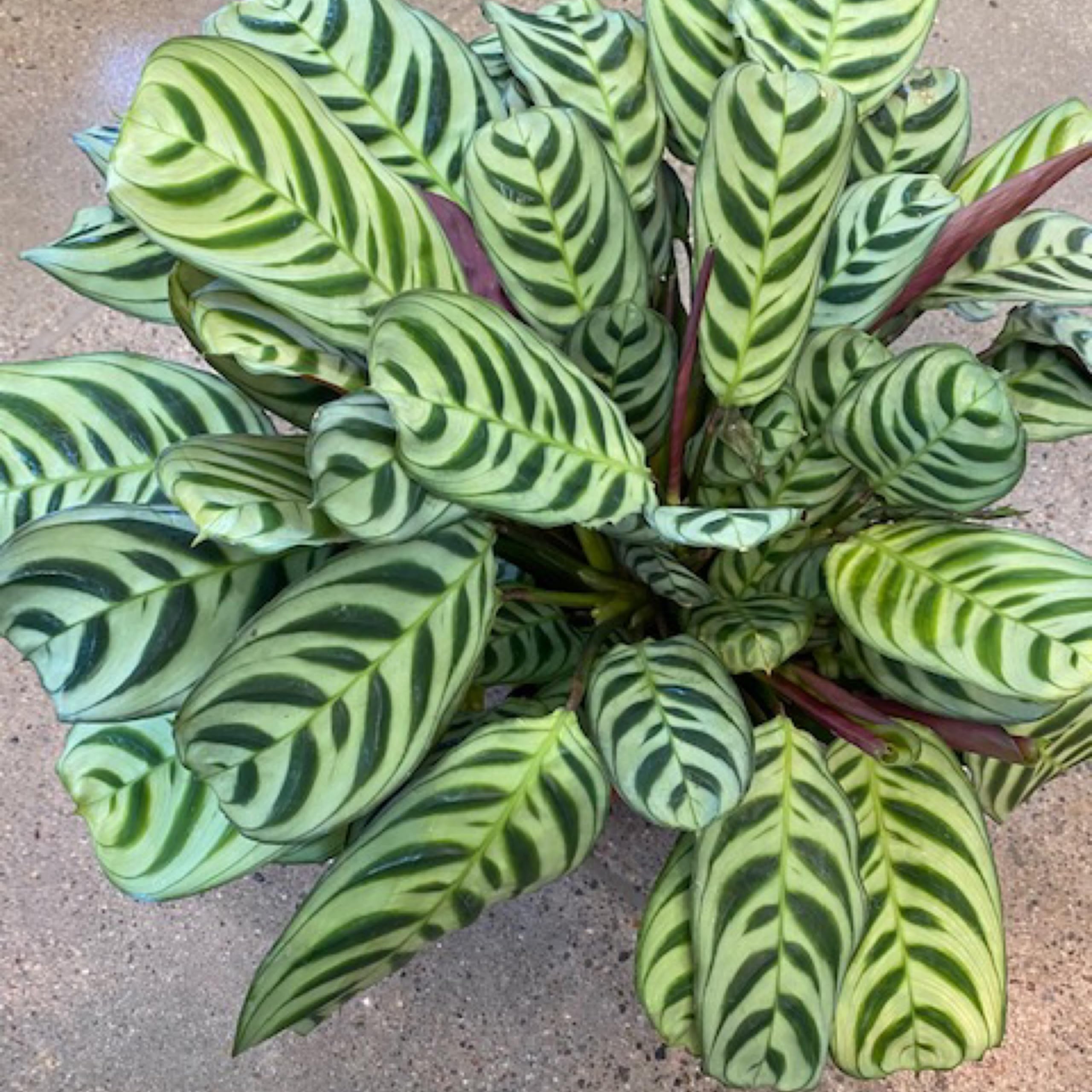 Amazon.com : Calathea Burle Marxii Prayer Plant - Live Plant in a 4 ...