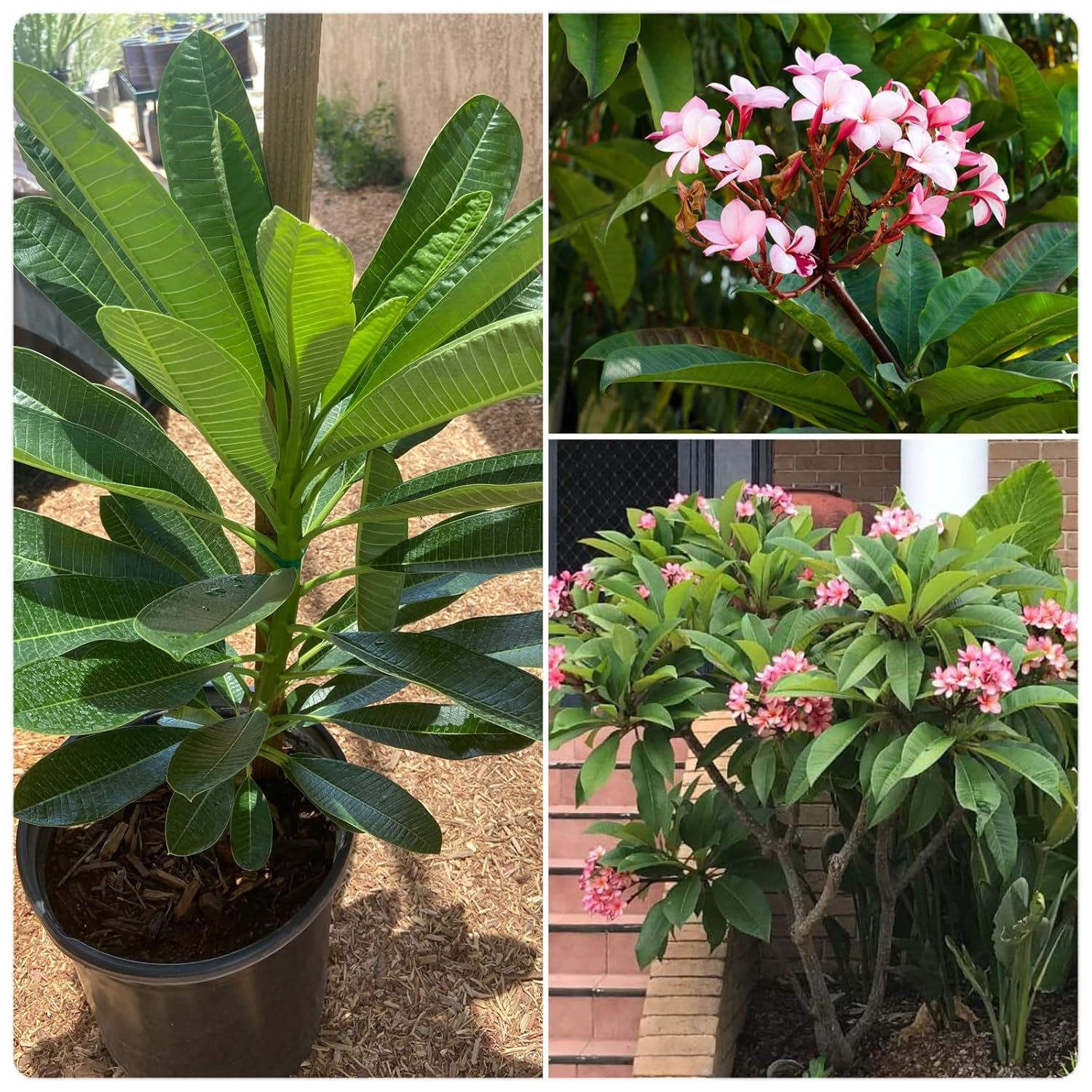 Green Horizon Plumeria Champa, Champak, Chapa, Golok chapa, Frangipani ...