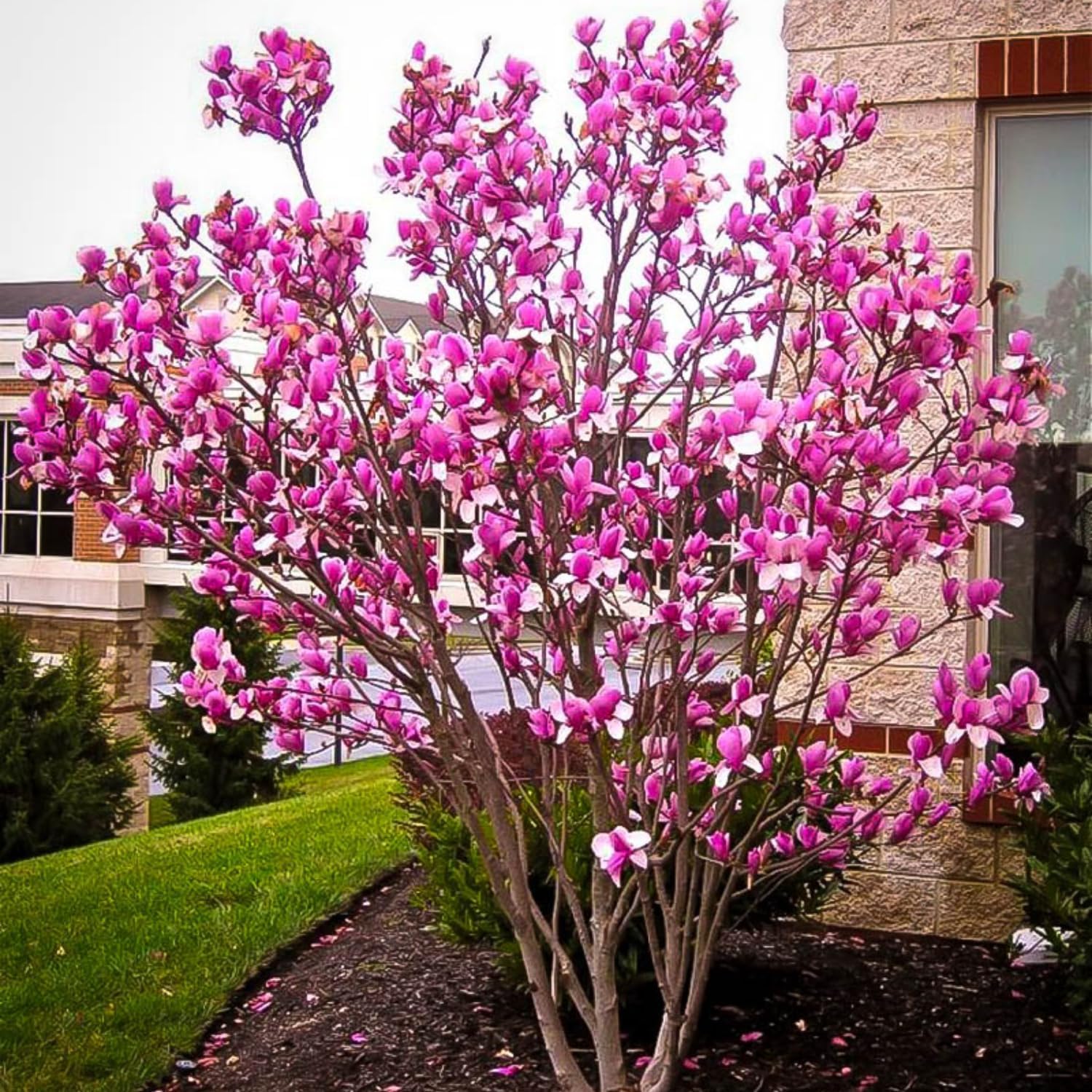 Amazon.com : ANN Magnolia Tree - Size: 5 Gallon, Live Plant, Includes ...