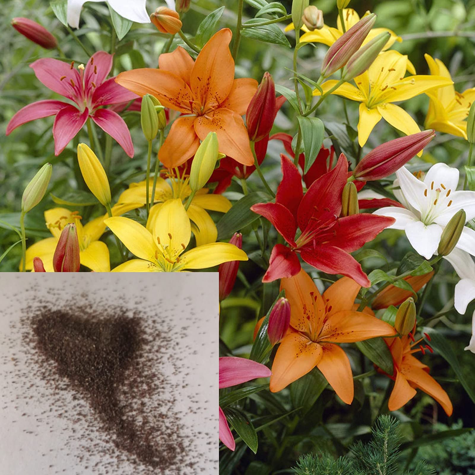 Buy Seed for ing,1 Bag High Yield Productive Prolific Non GMO ...