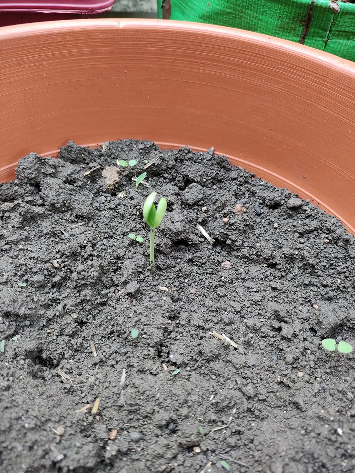 Gardenhunt Shankupushpi (Blue Single Petal) Aparajitha/Sangu Poo ...