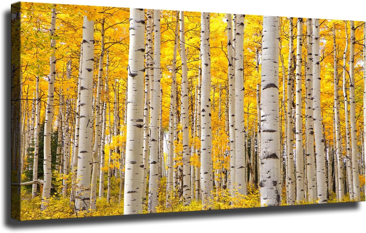 Amazon.com: LinRXx 7 Trees For Fall In Colorado Aspen Trees In Colorado ...