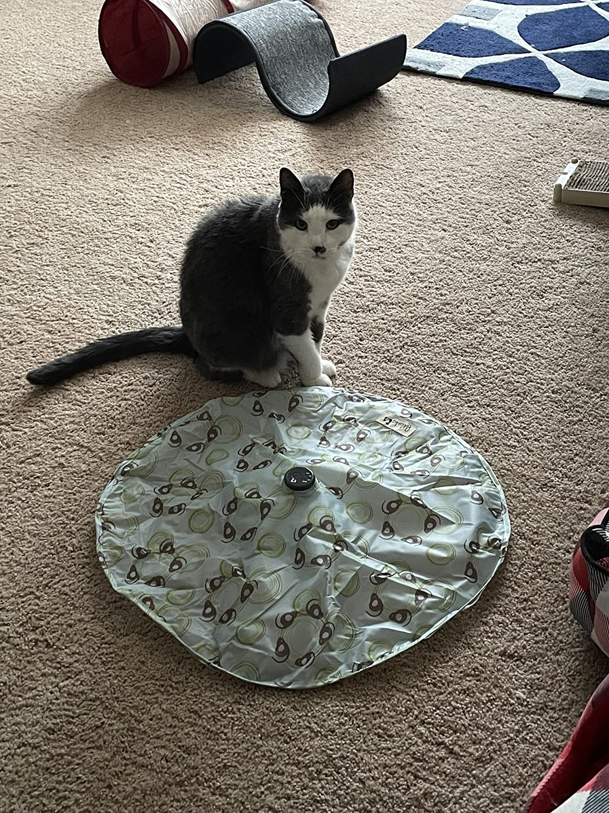 $6/mo - Finance Petlinks Electronic Motion Motorized Cat Toys for Cats ...