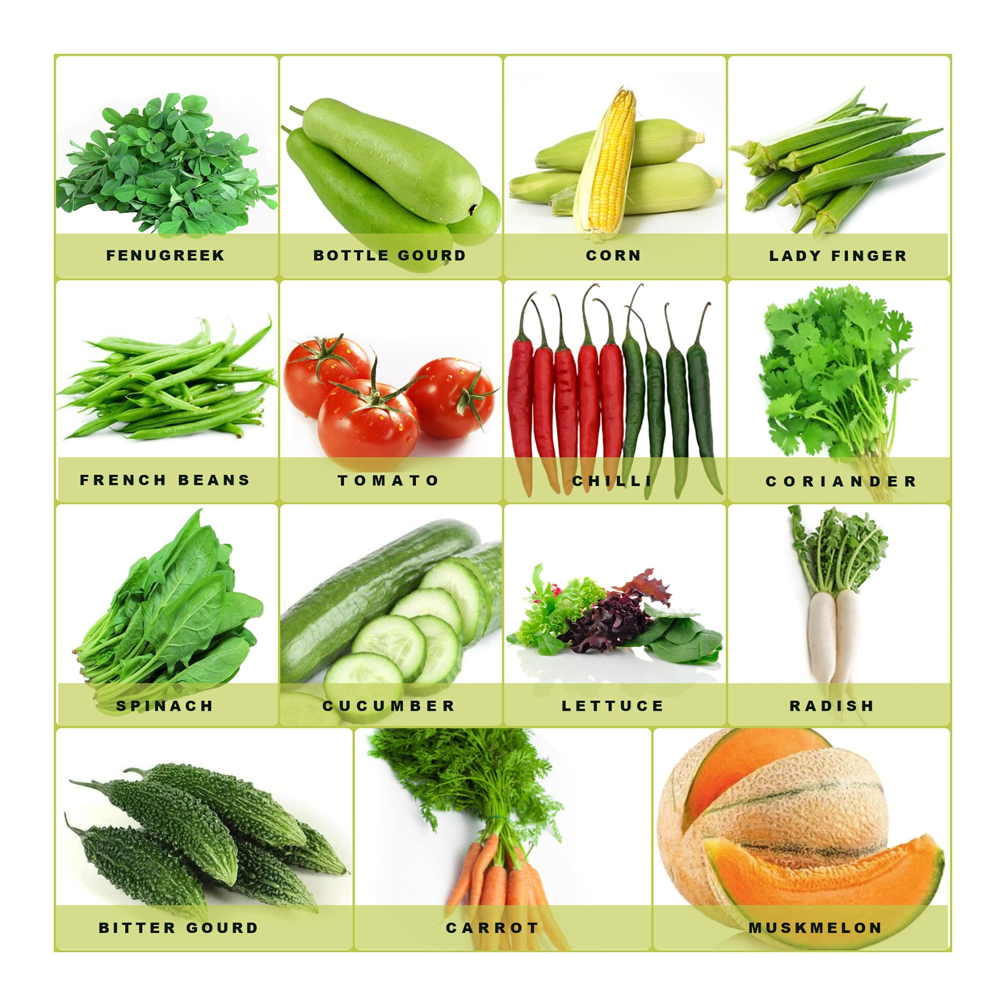 Seed Vegetables List