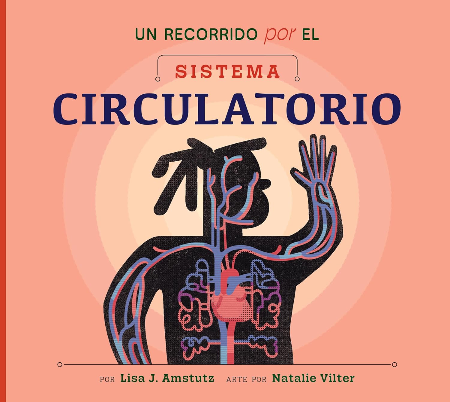 Un recorrido por el sistema circulatorio: Spanish Edition : Amstutz ...